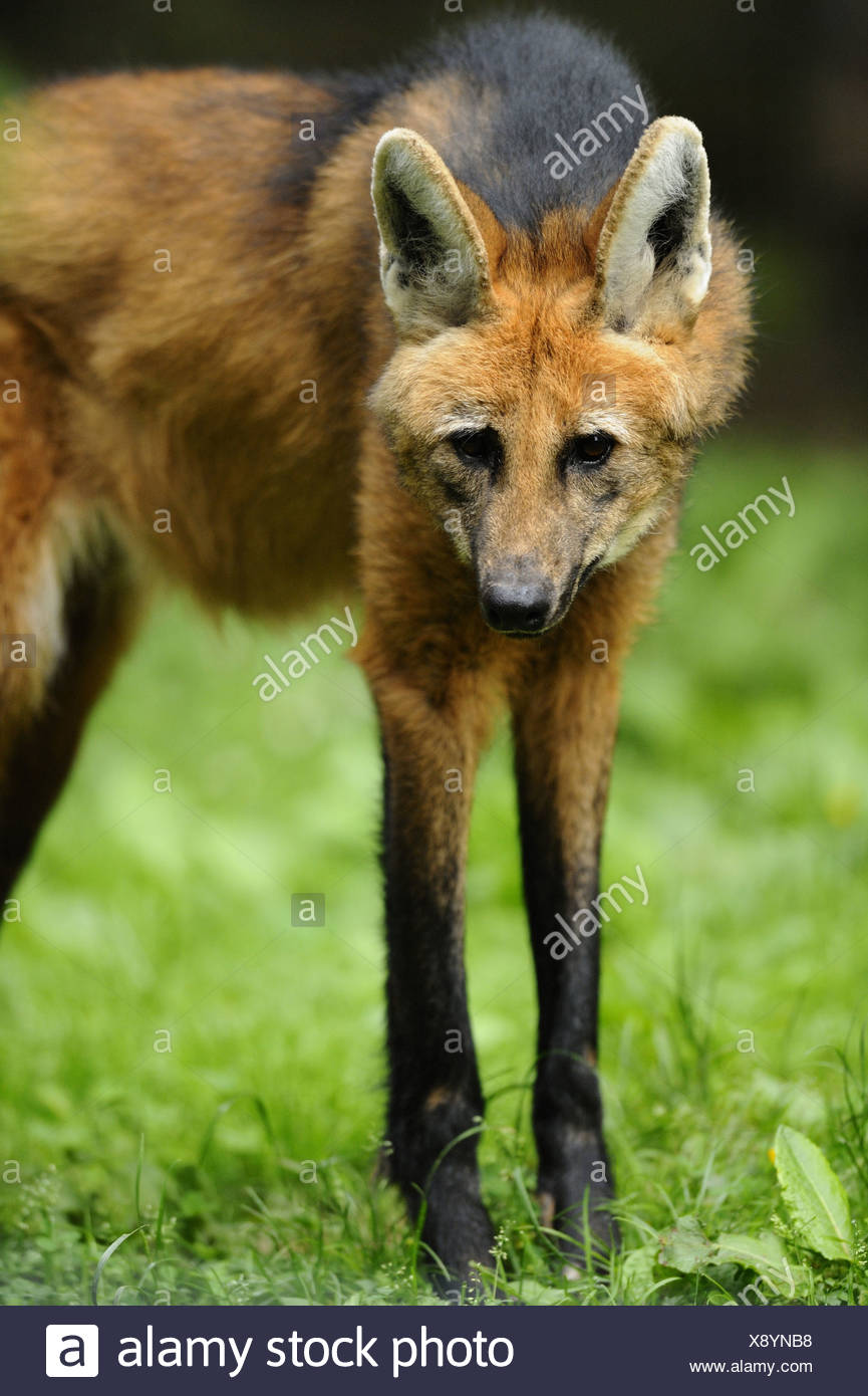 South American Wolf High Resolution Stock Photography and Images - Alamy