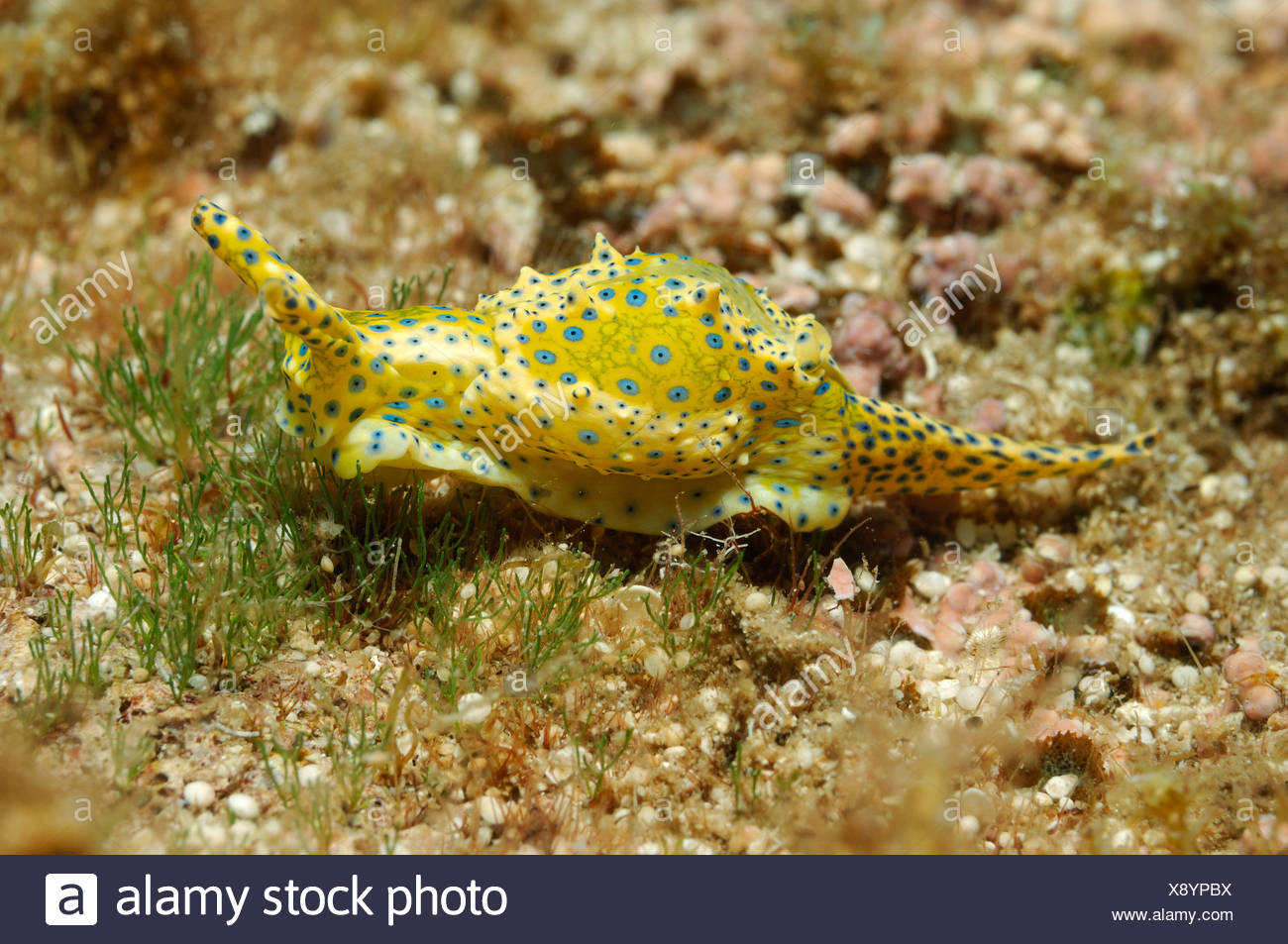 Sea Hare Underwater High Resolution Stock Photography and Images - Alamy