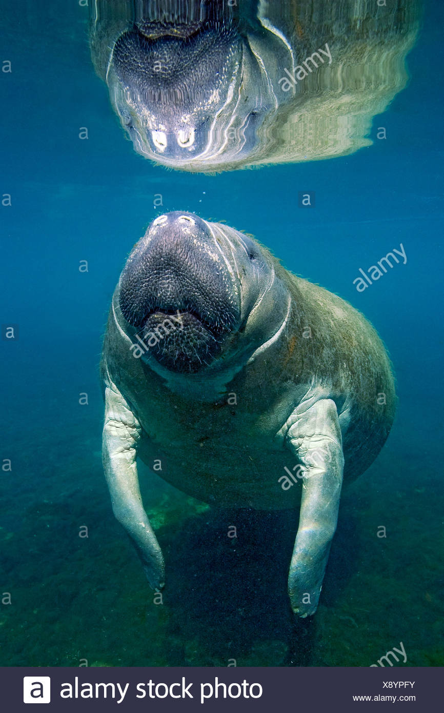 Florida Manatee High Resolution Stock Photography and Images - Alamy