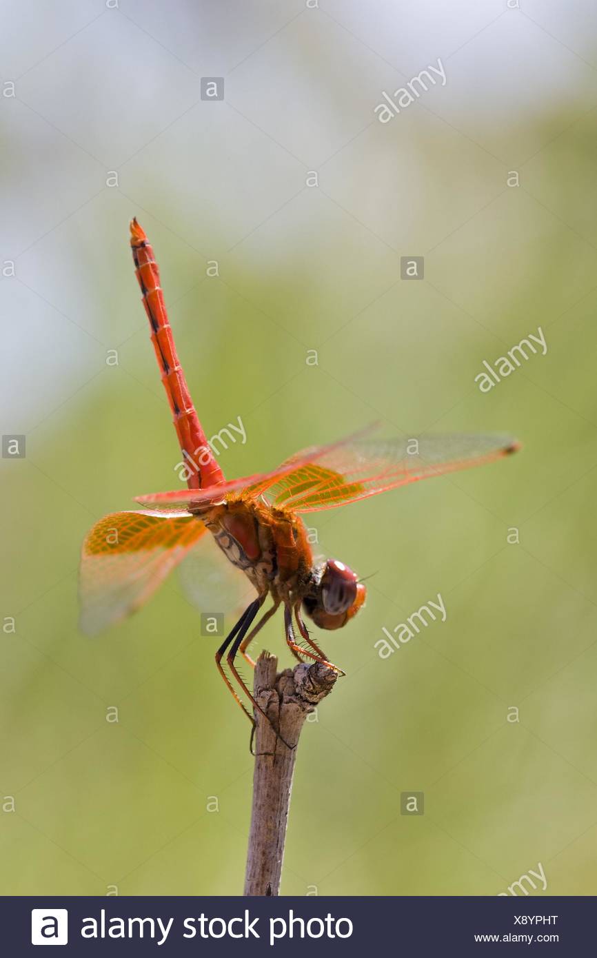 African Dragonfly High Resolution Stock Photography and Images - Alamy
