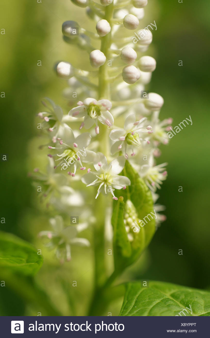 Polk Sallet High Resolution Stock Photography and Images - Alamy