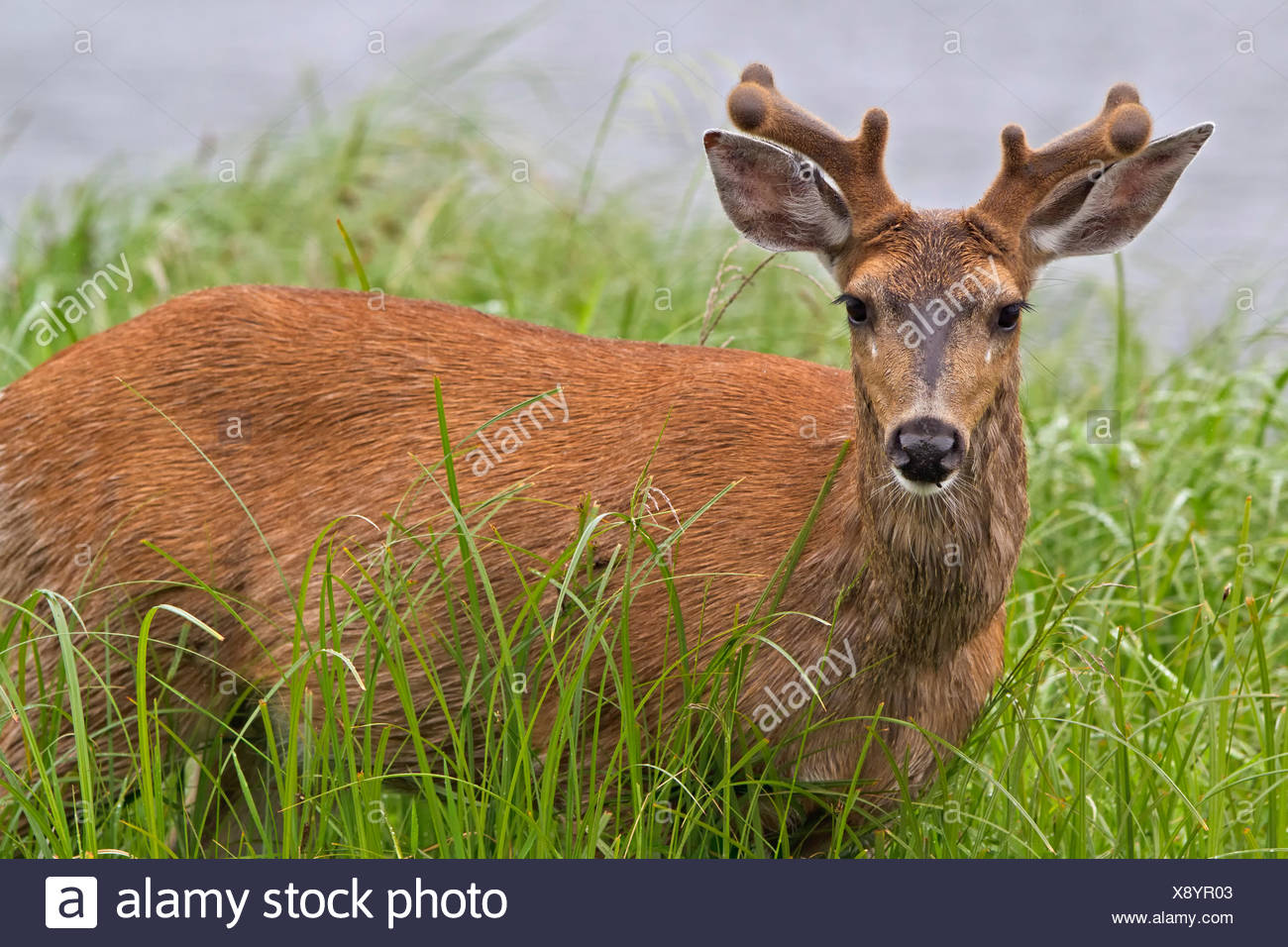 Sitka Deer High Resolution Stock Photography and Images - Alamy