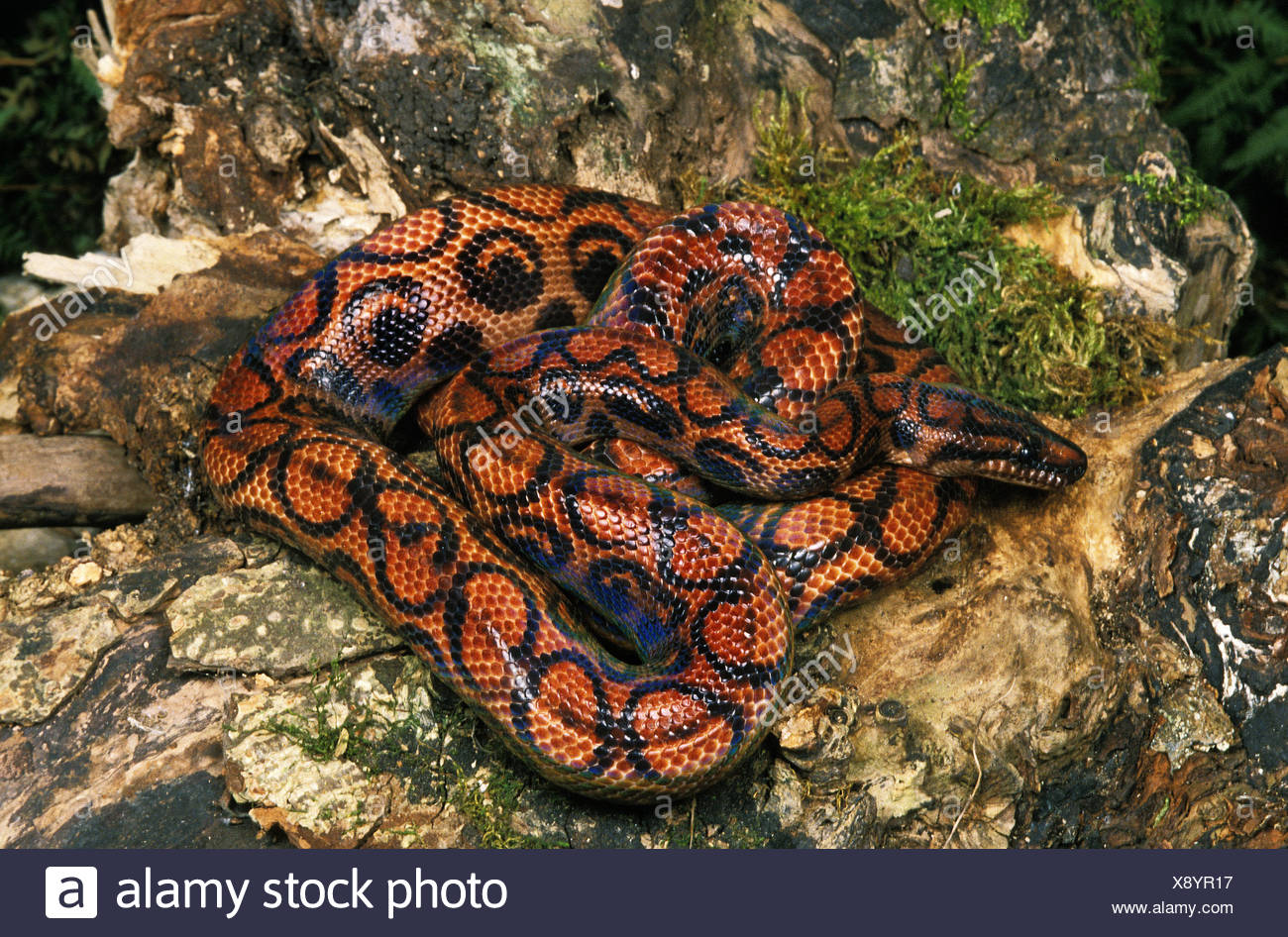 Boa Cenchria High Resolution Stock Photography and Images - Alamy