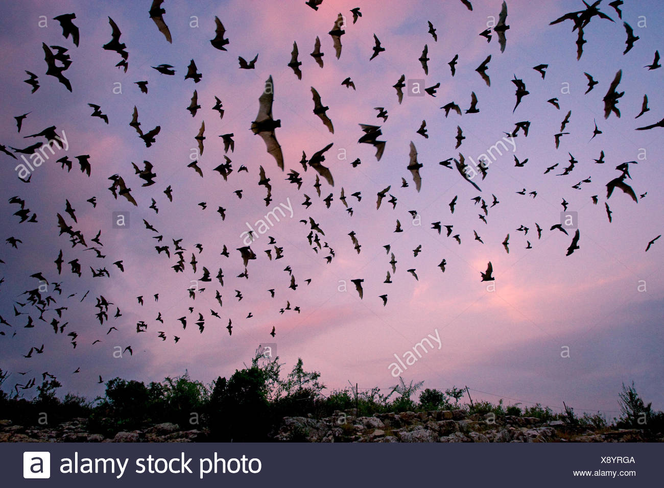 Mexican Free Tailed Bat Cave High Resolution Stock Photography and ...