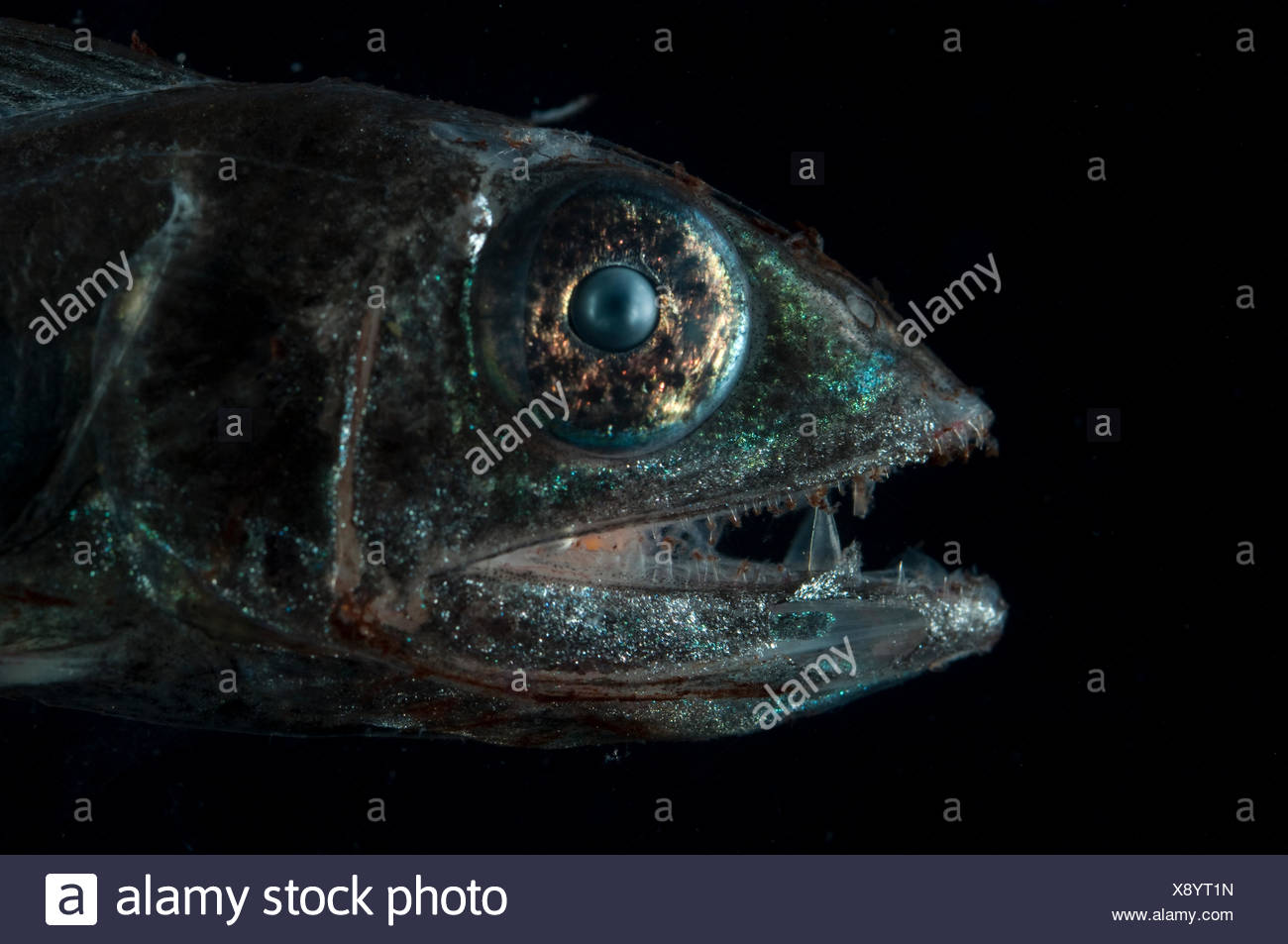 Alepisaurus High Resolution Stock Photography and Images - Alamy