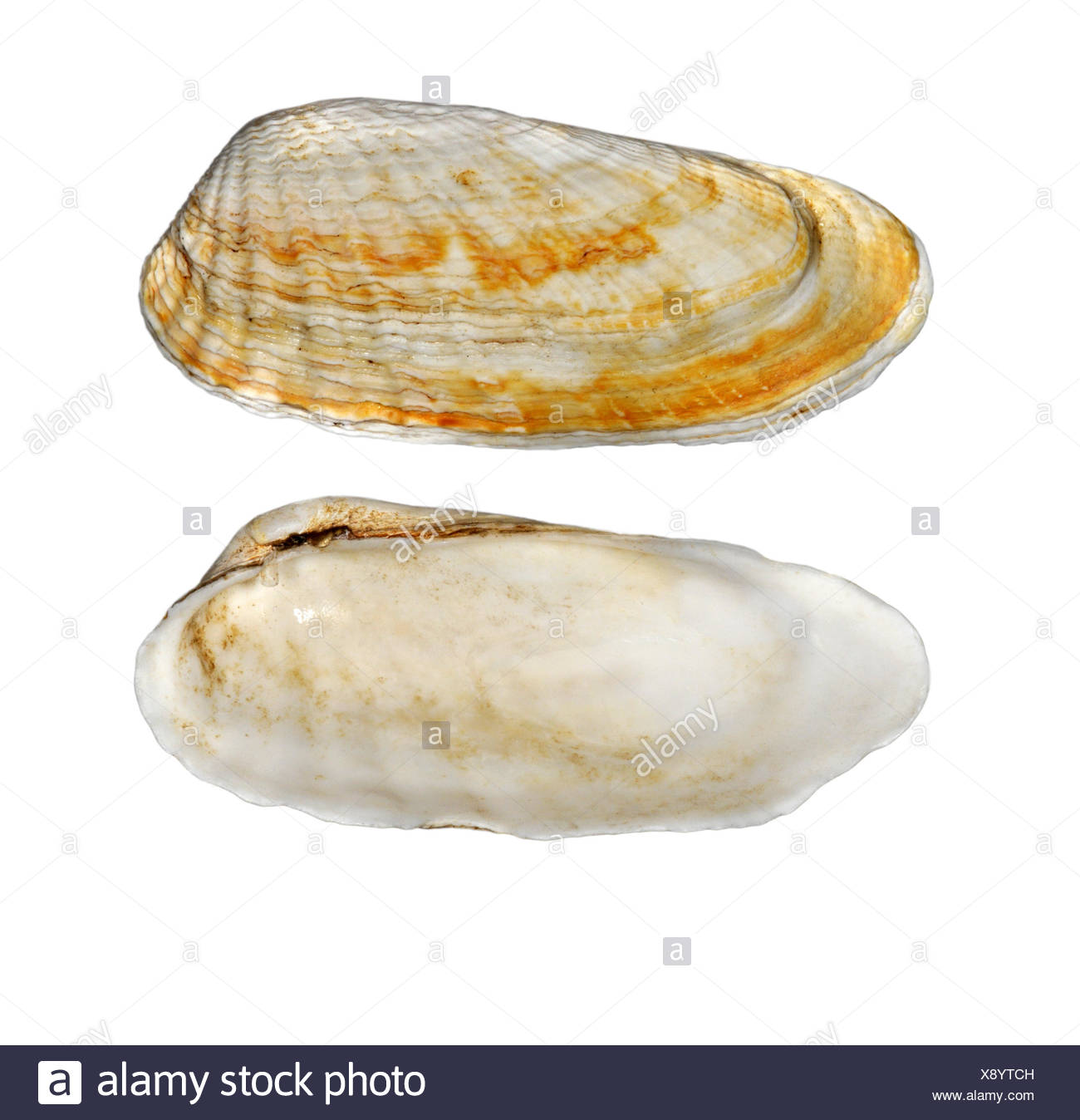 Piddock Stock Photos & Piddock Stock Images - Alamy