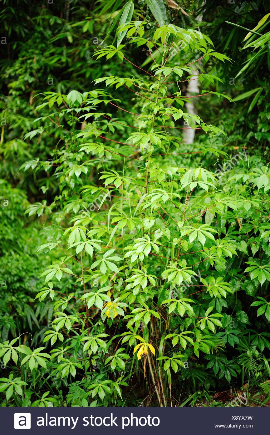 Tapioca Leaves Stock Photos & Tapioca Leaves Stock Images - Alamy