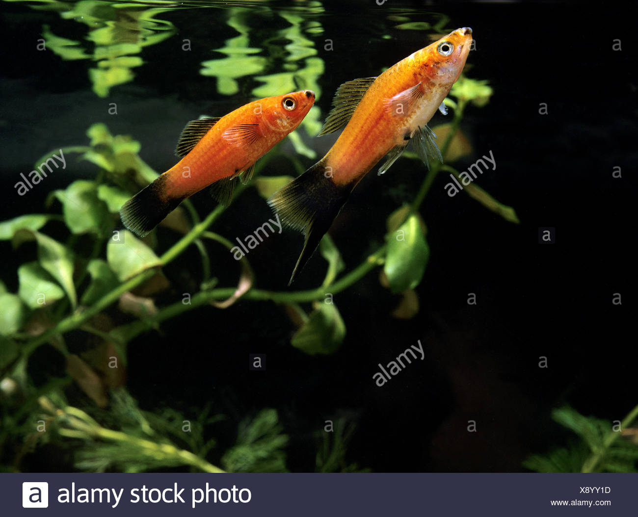 Platies High Resolution Stock Photography and Images - Alamy