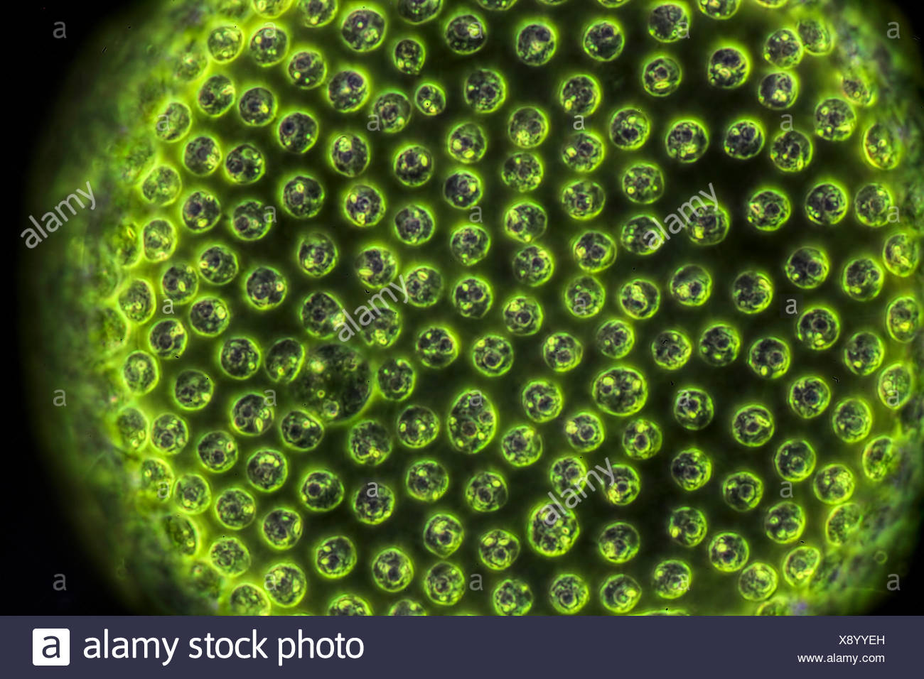 Volvox And (alga Or Algae) High Resolution Stock Photography and Images ...