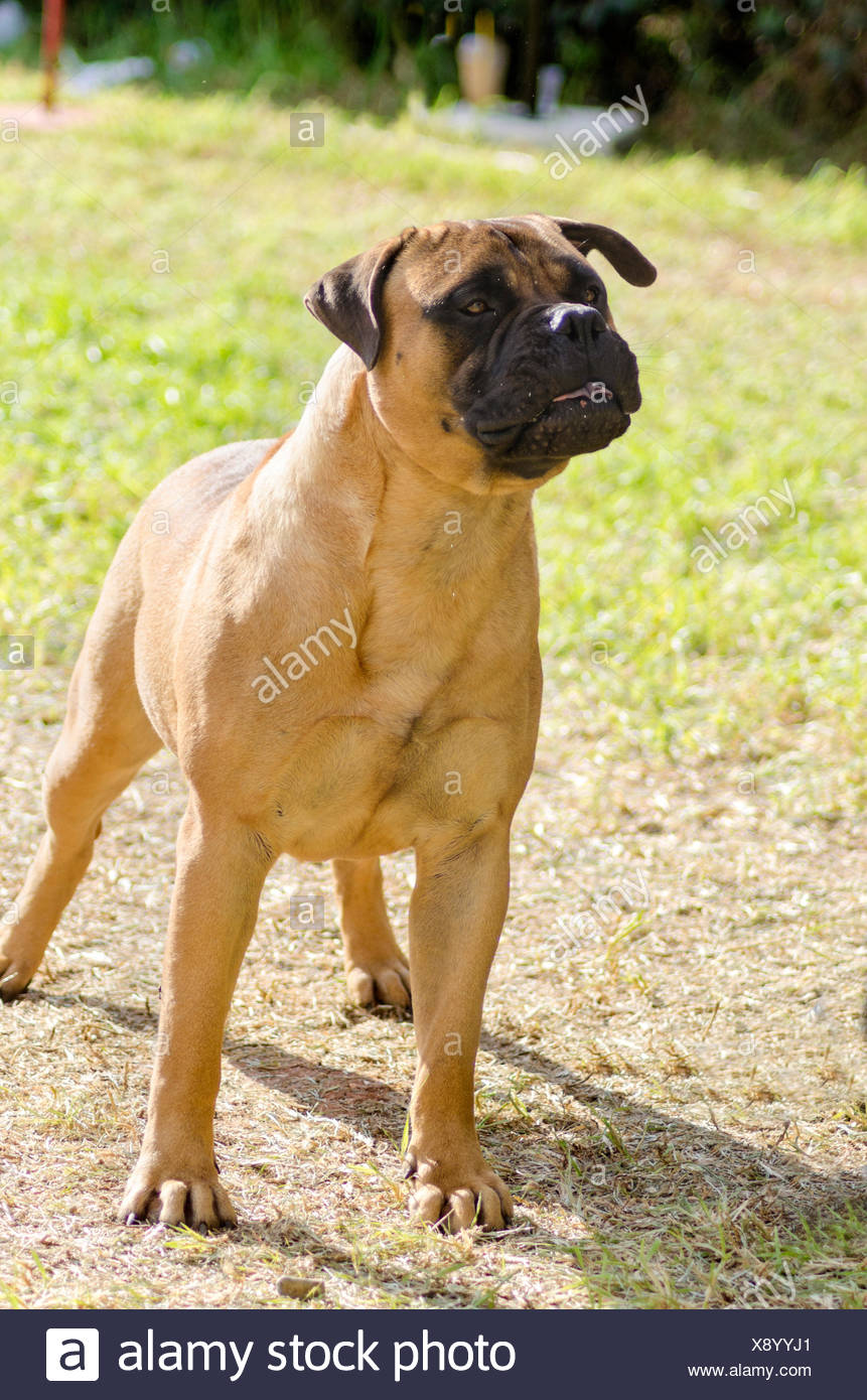 Fawn Bull Mastiff Stock Photos & Fawn Bull Mastiff Stock Images - Alamy