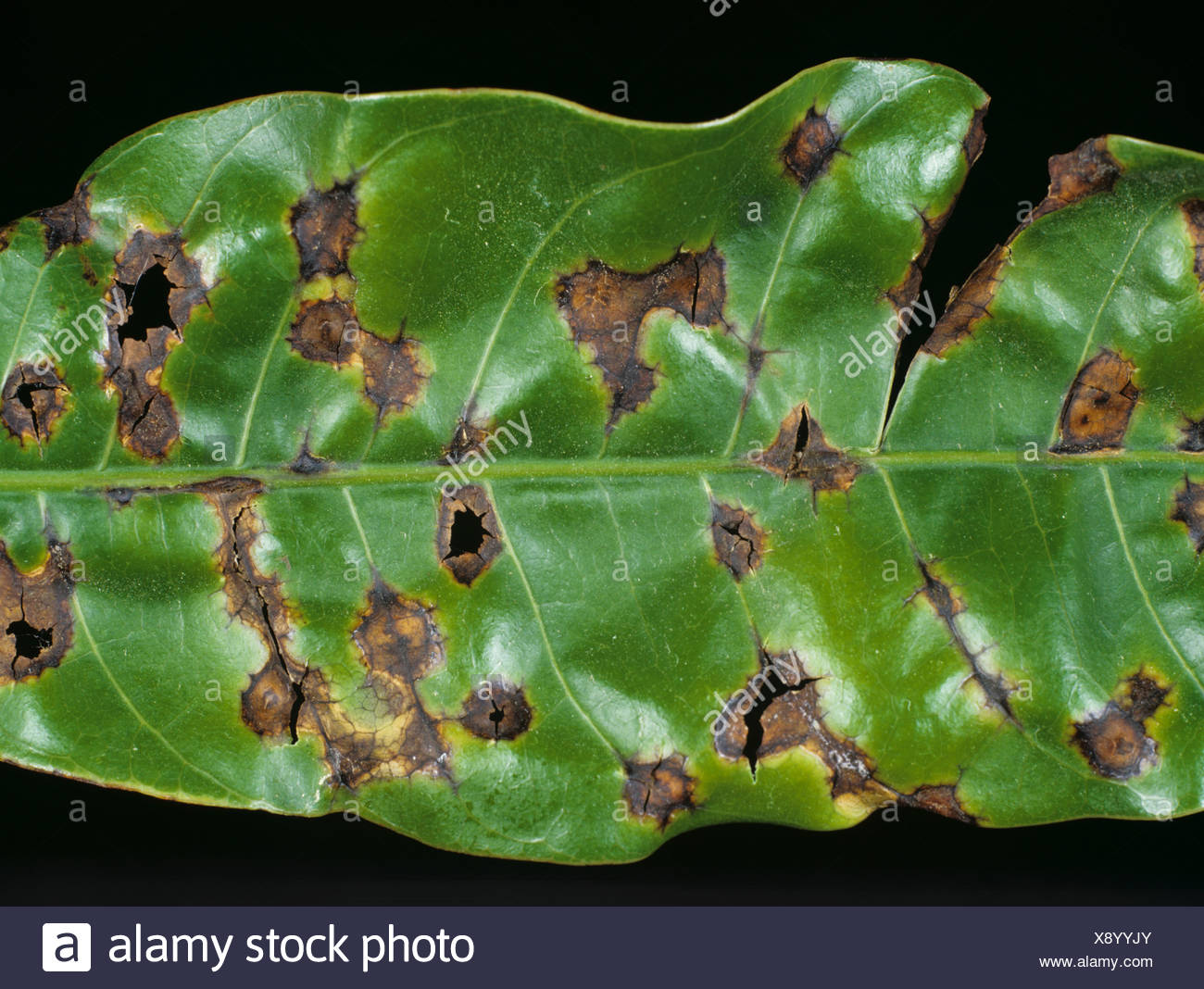 Fungus Anthracnose High Resolution Stock Photography and Images - Alamy