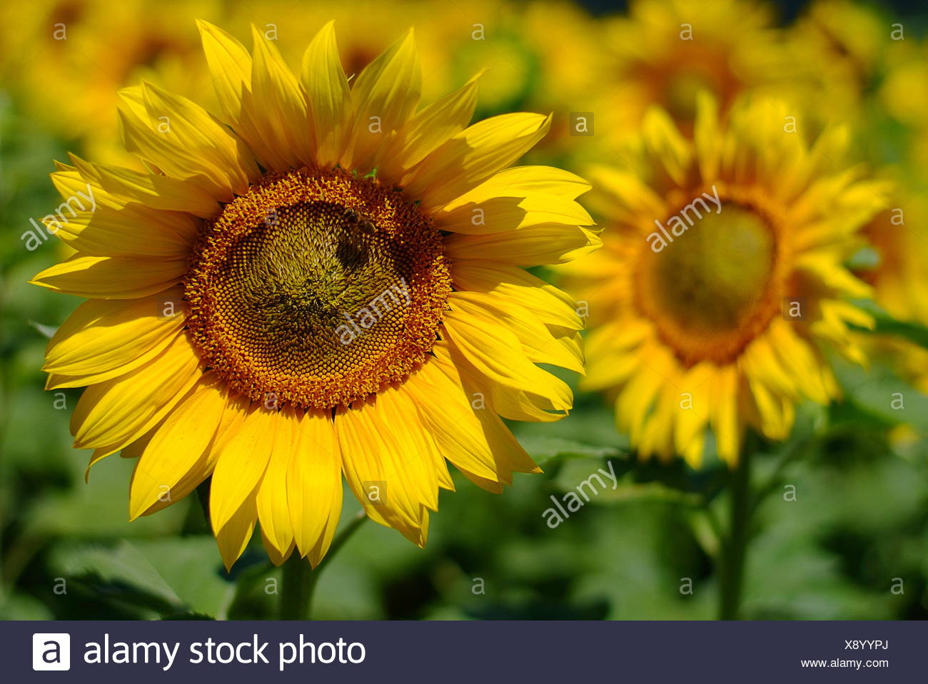Sunflower Core High Resolution Stock Photography and Images - Alamy