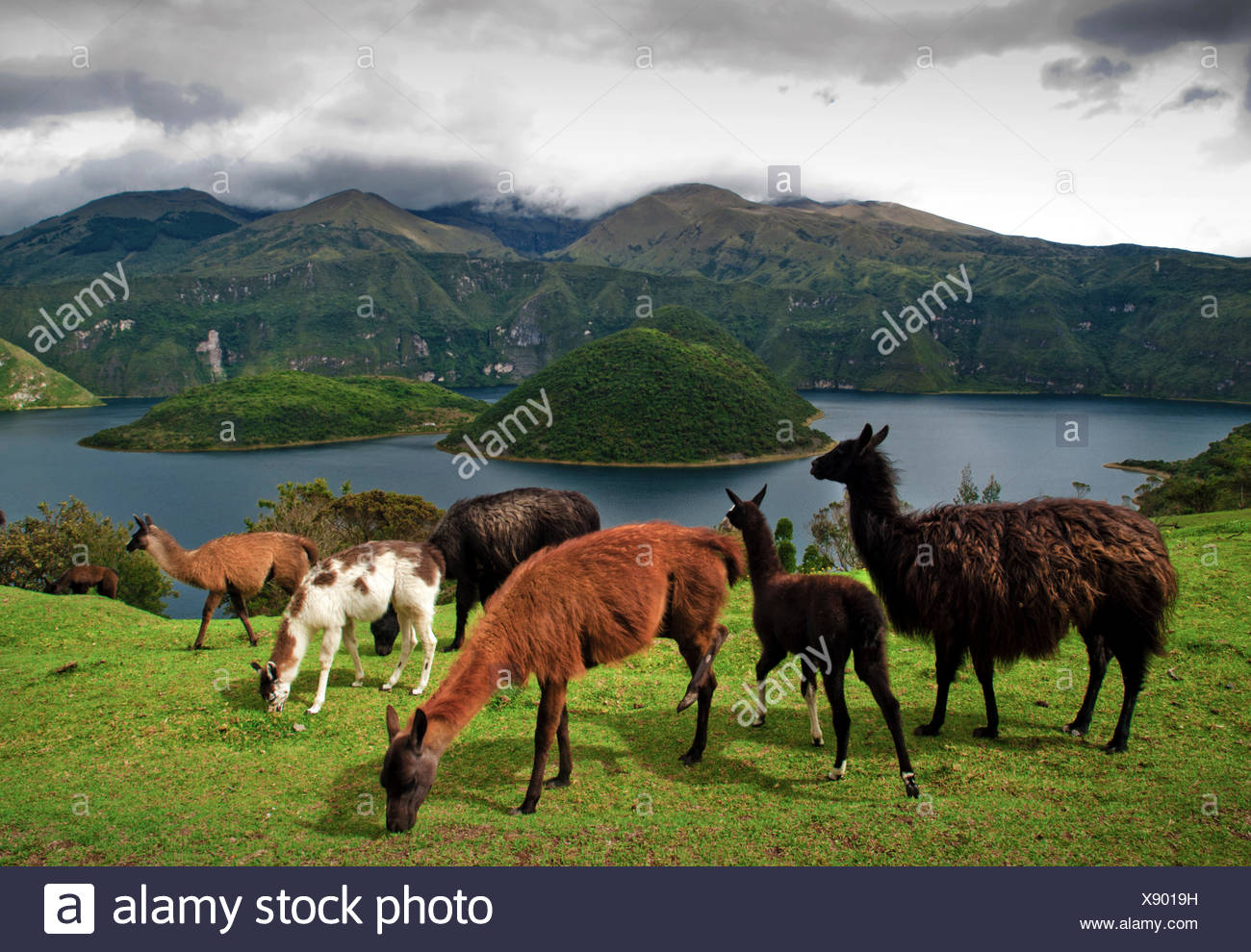 Llamas Ecuador Stock Photos & Llamas Ecuador Stock Images - Alamy