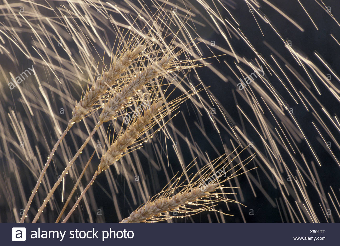 Falling Wheat High Resolution Stock Photography and Images - Alamy