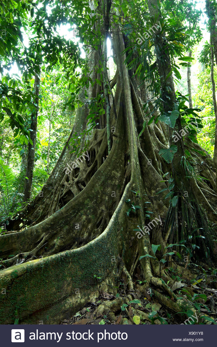 Primary Jungle High Resolution Stock Photography and Images - Alamy