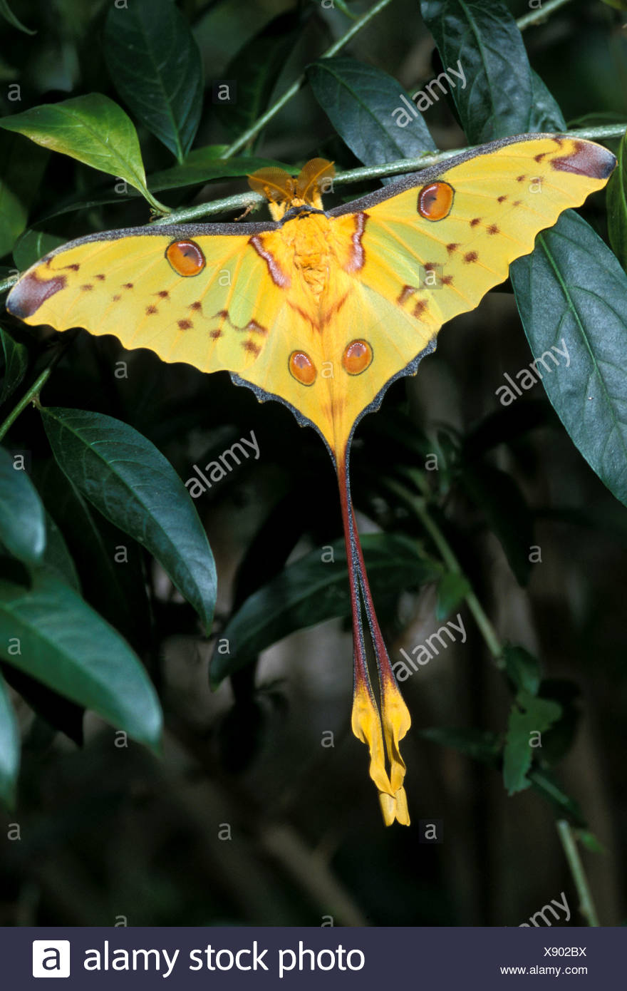 Comet Moth Madagascar Stock Photos & Comet Moth Madagascar Stock Images ...