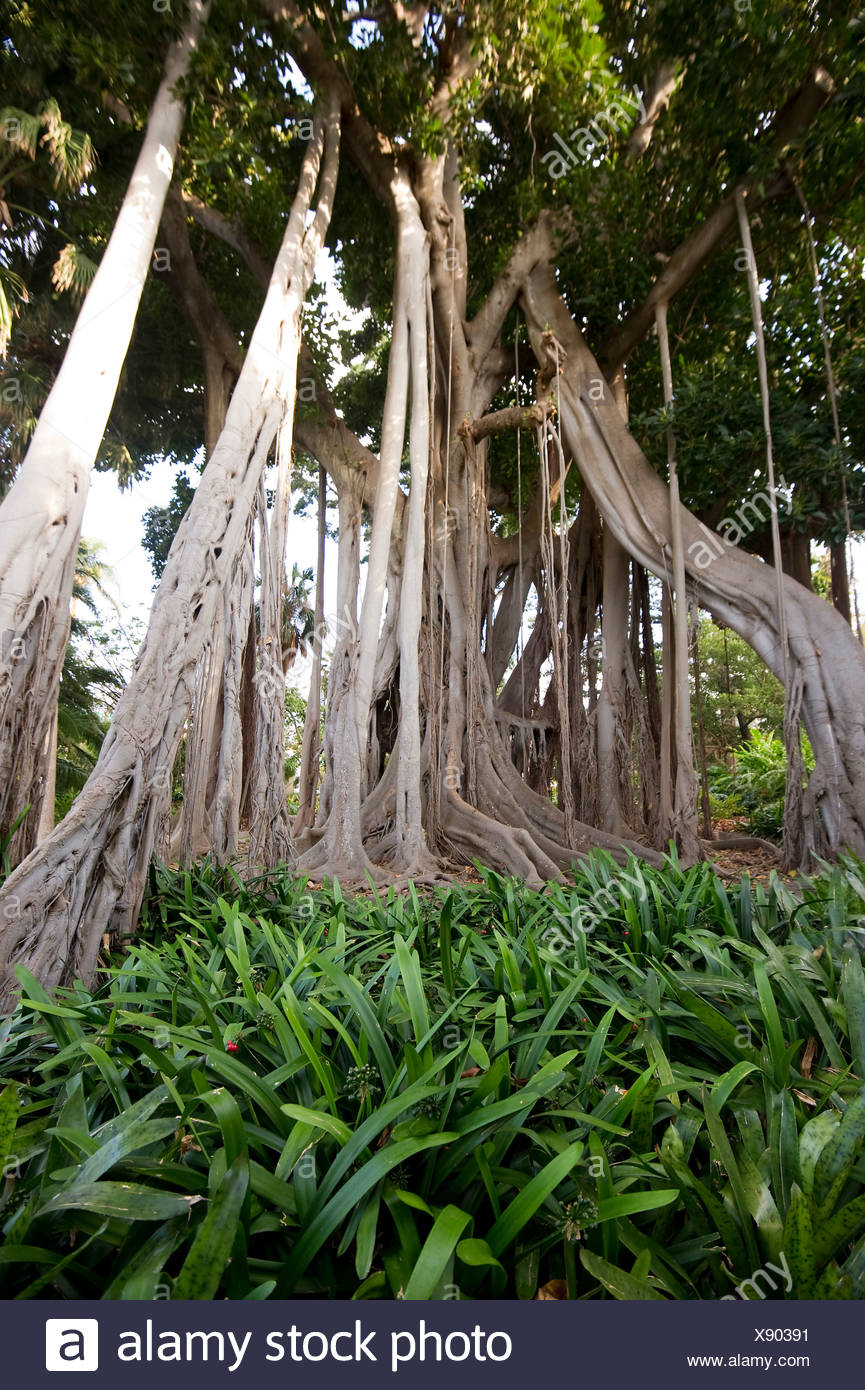 Ficus Sp High Resolution Stock Photography and Images - Alamy