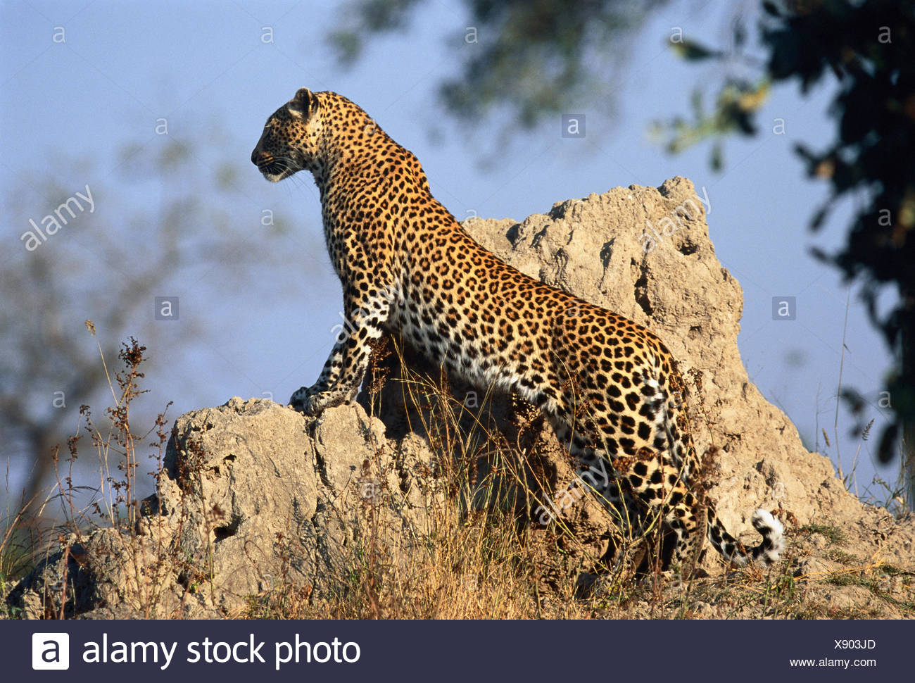 Panther Standing High Resolution Stock Photography and Images - Alamy