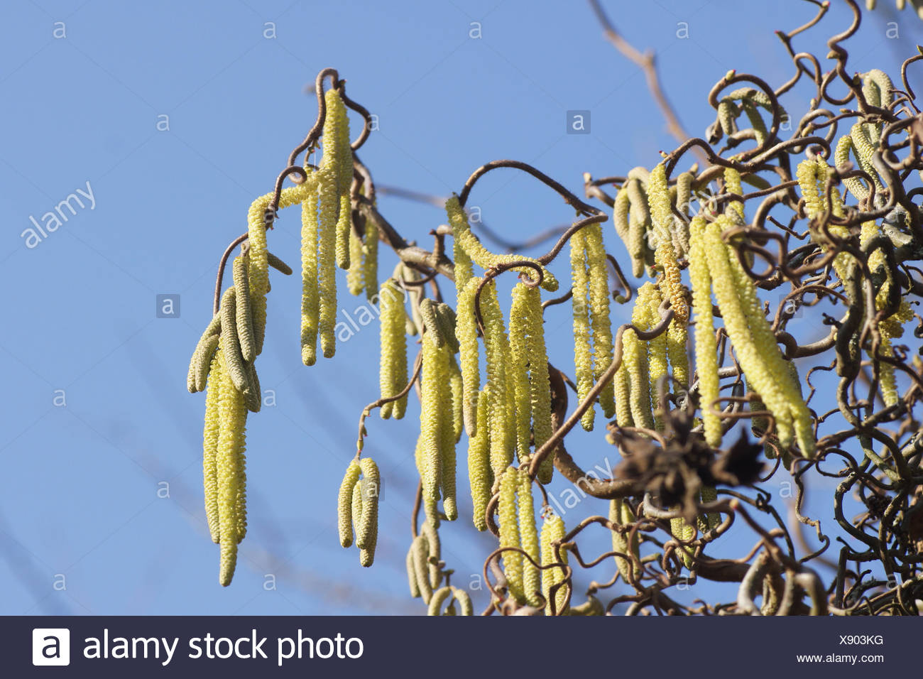 Corylus Avellana Contorta Catkins High Resolution Stock Photography and ...