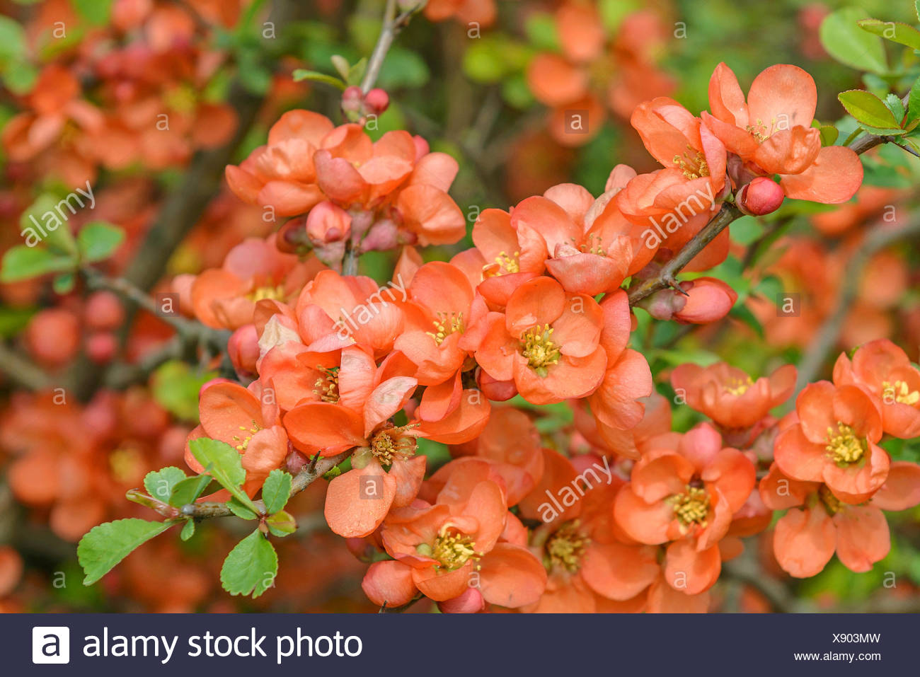 Quince Trees High Resolution Stock Photography and Images - Alamy