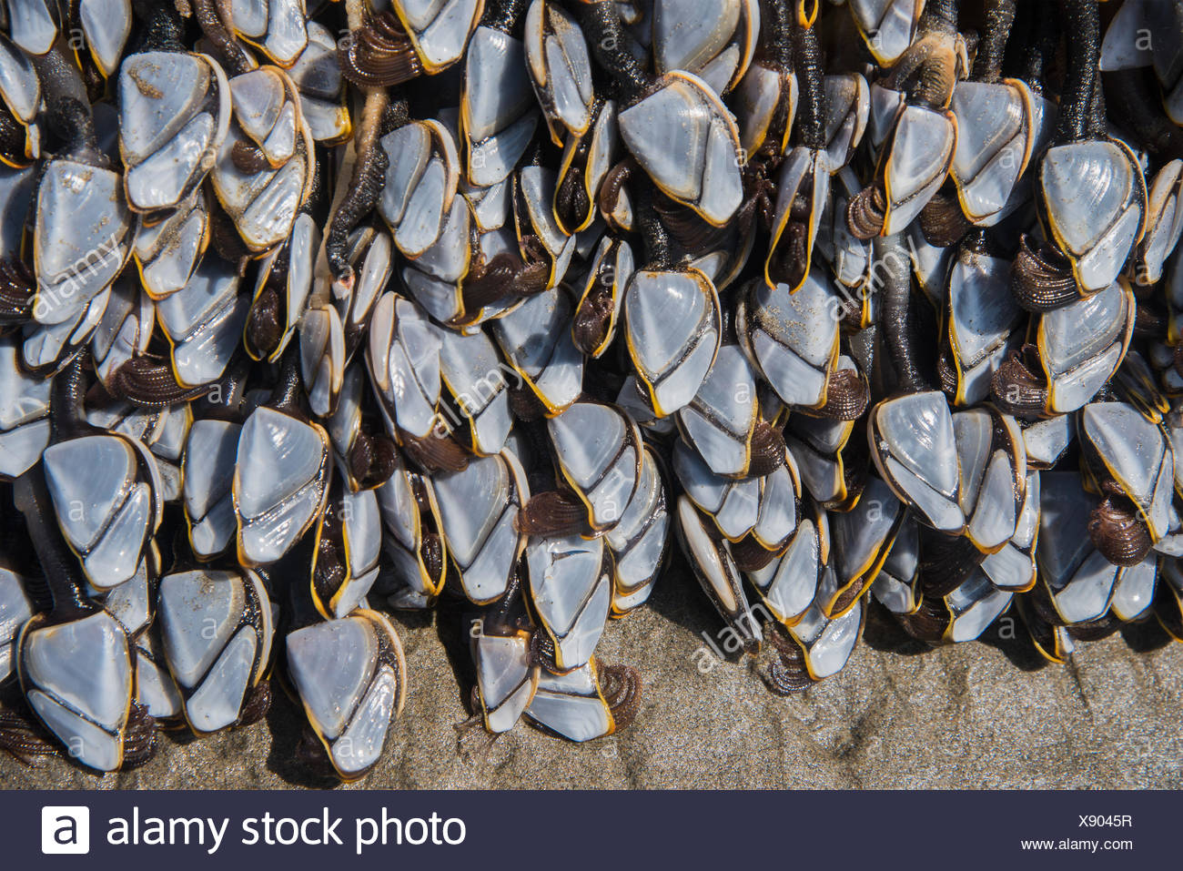 Pelagic Gooseneck Barnacle High Resolution Stock Photography and Images ...