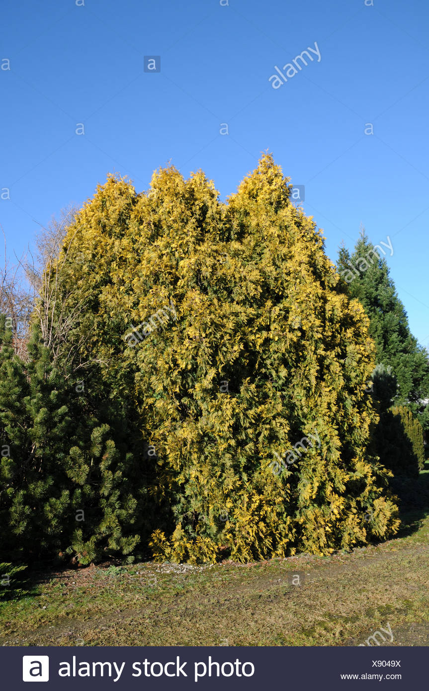 Northern White Cedar Stock Photos & Northern White Cedar Stock Images ...