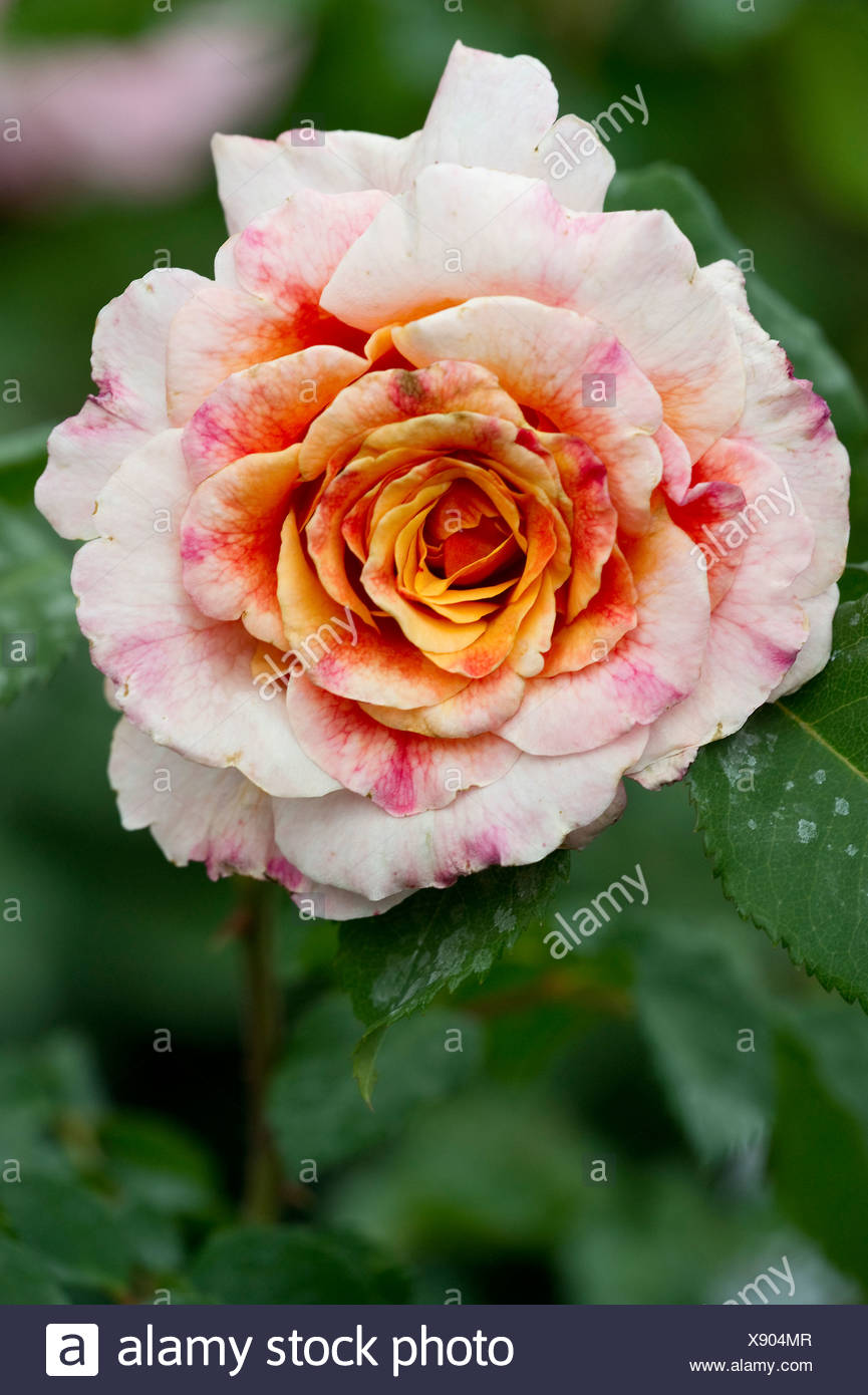 Perspective Painter High Resolution Stock Photography and Images - Alamy