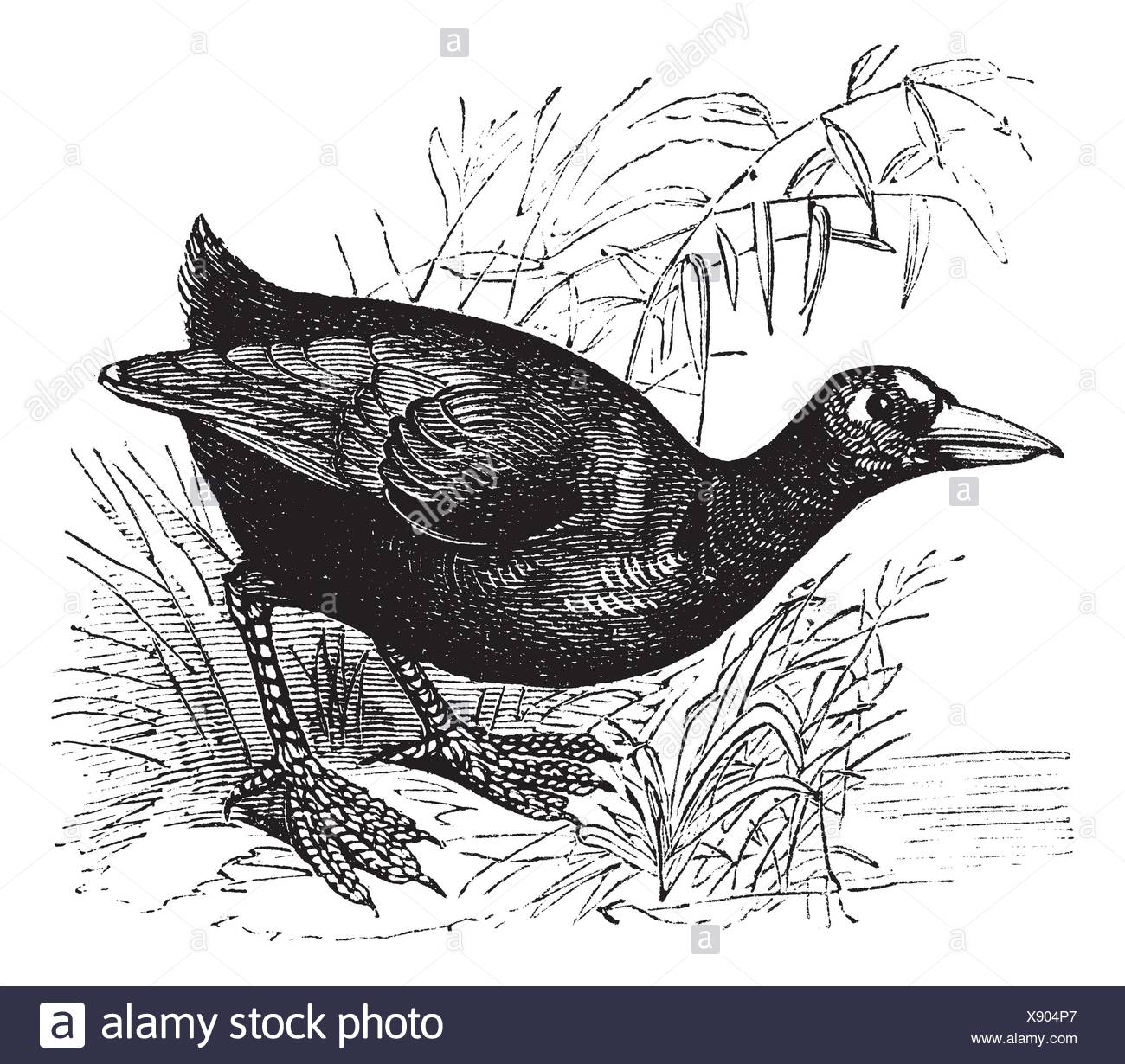 Hen Sketch High Resolution Stock Photography and Images - Alamy