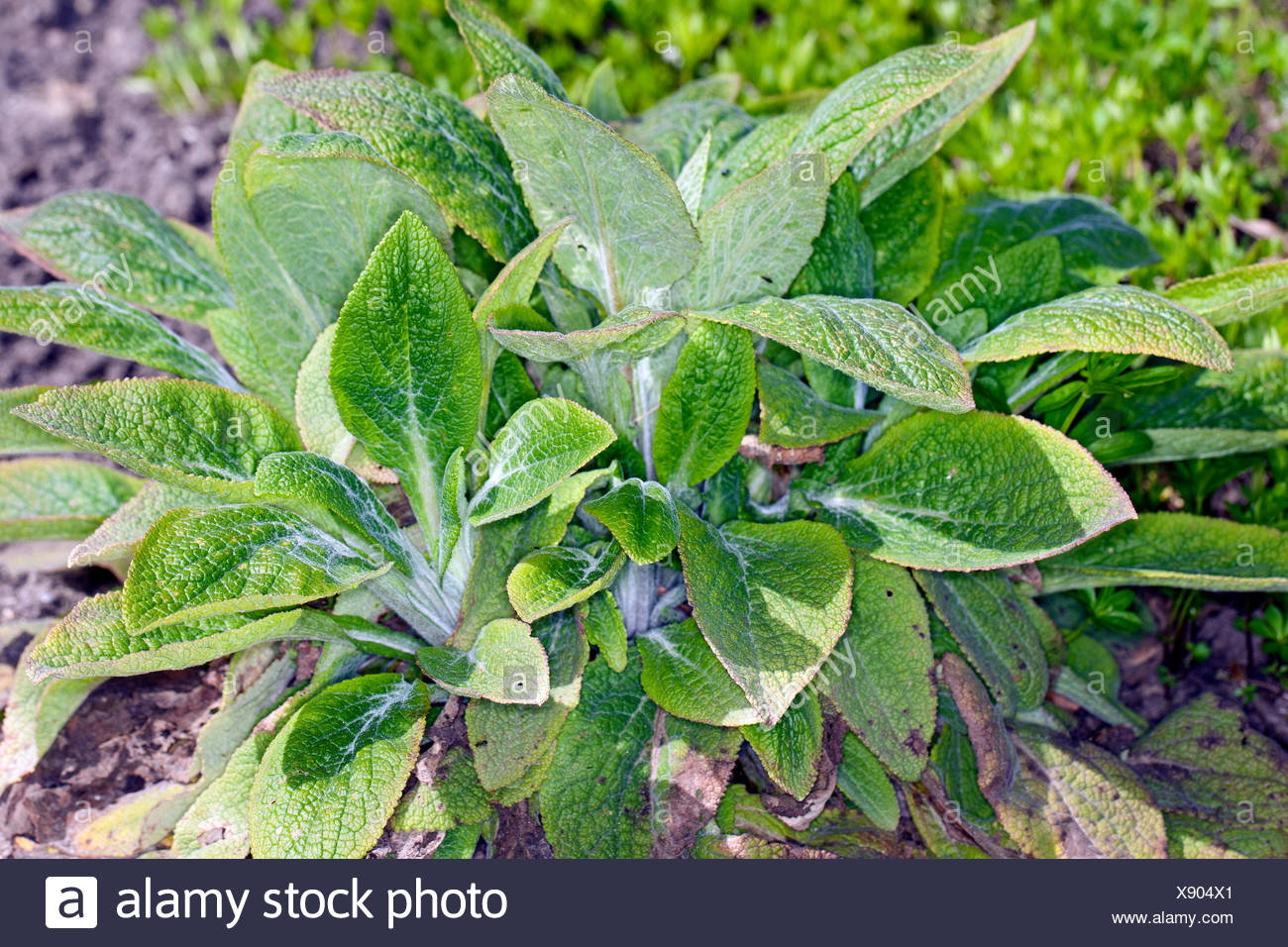 Native Foxglove High Resolution Stock Photography and Images - Alamy