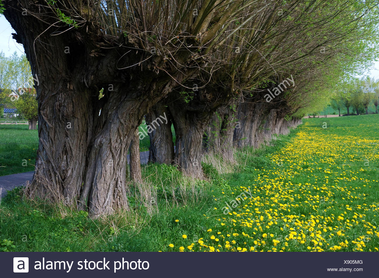 Pollard Willow High Resolution Stock Photography and Images - Alamy