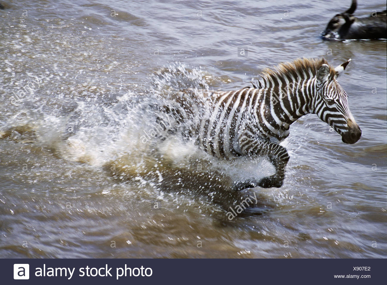 Great Migration Crossing The Mara River High Resolution Stock ...