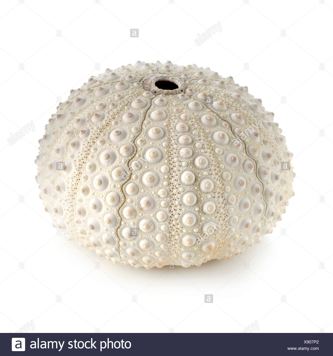 Sea Urchin White Background High Resolution Stock Photography and ...