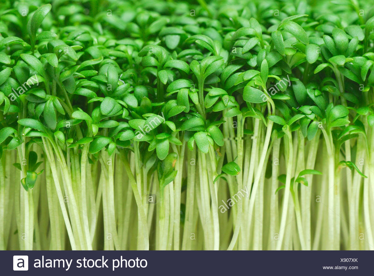 Garden Cress High Resolution Stock Photography and Images - Alamy