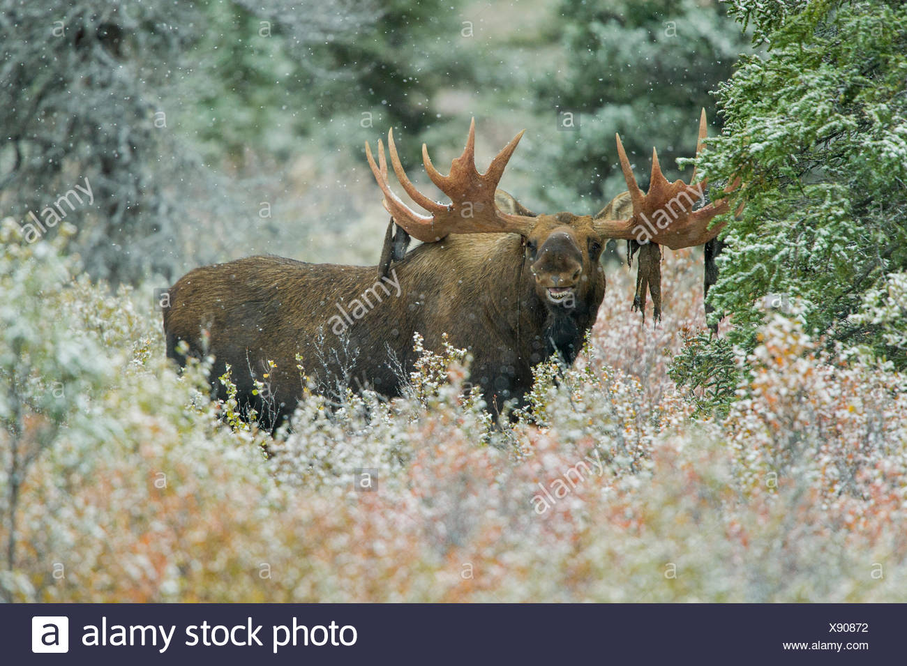 Moose Smile Stock Photos & Moose Smile Stock Images - Alamy