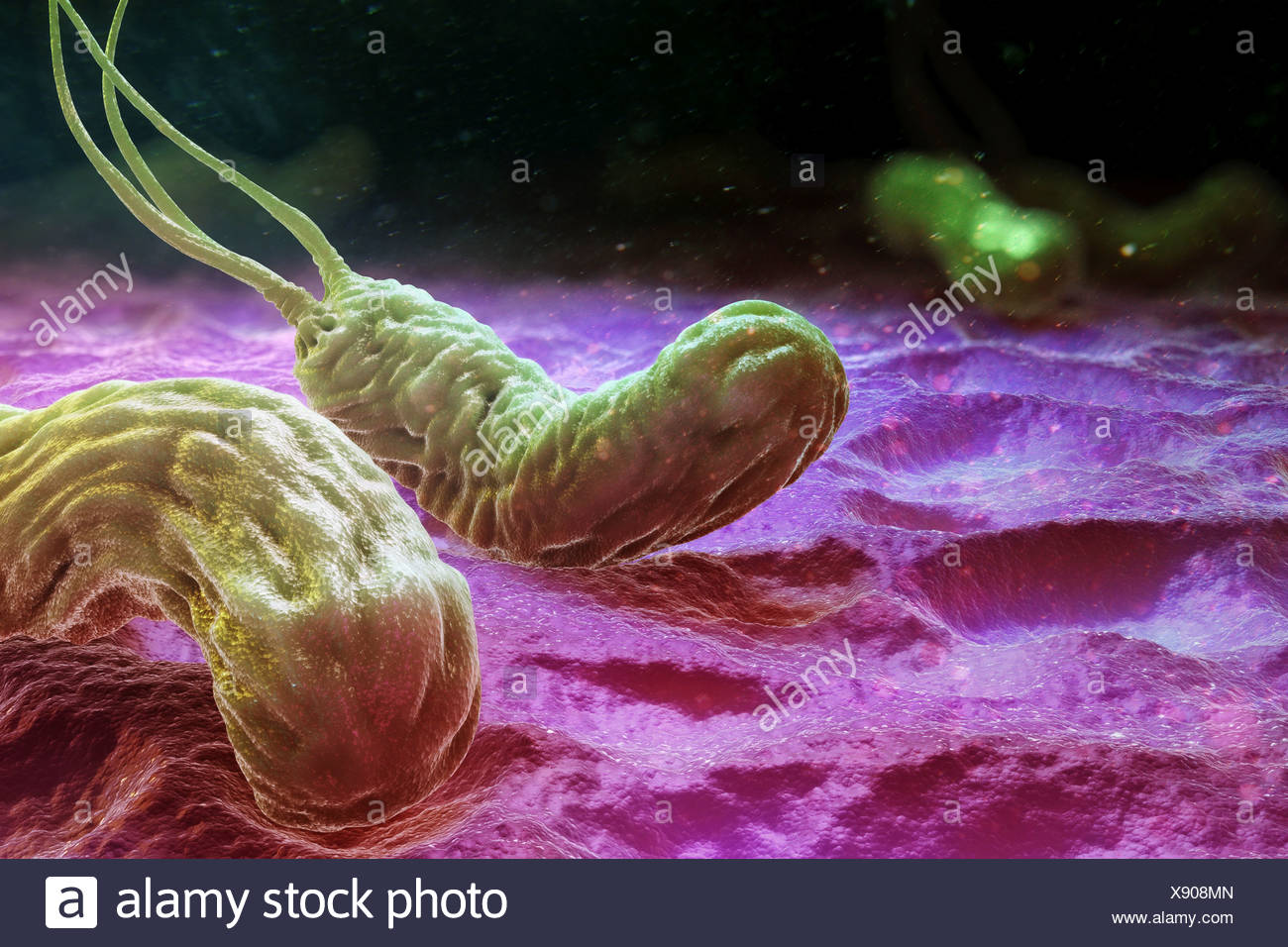 H Pylori High Resolution Stock Photography and Images - Alamy