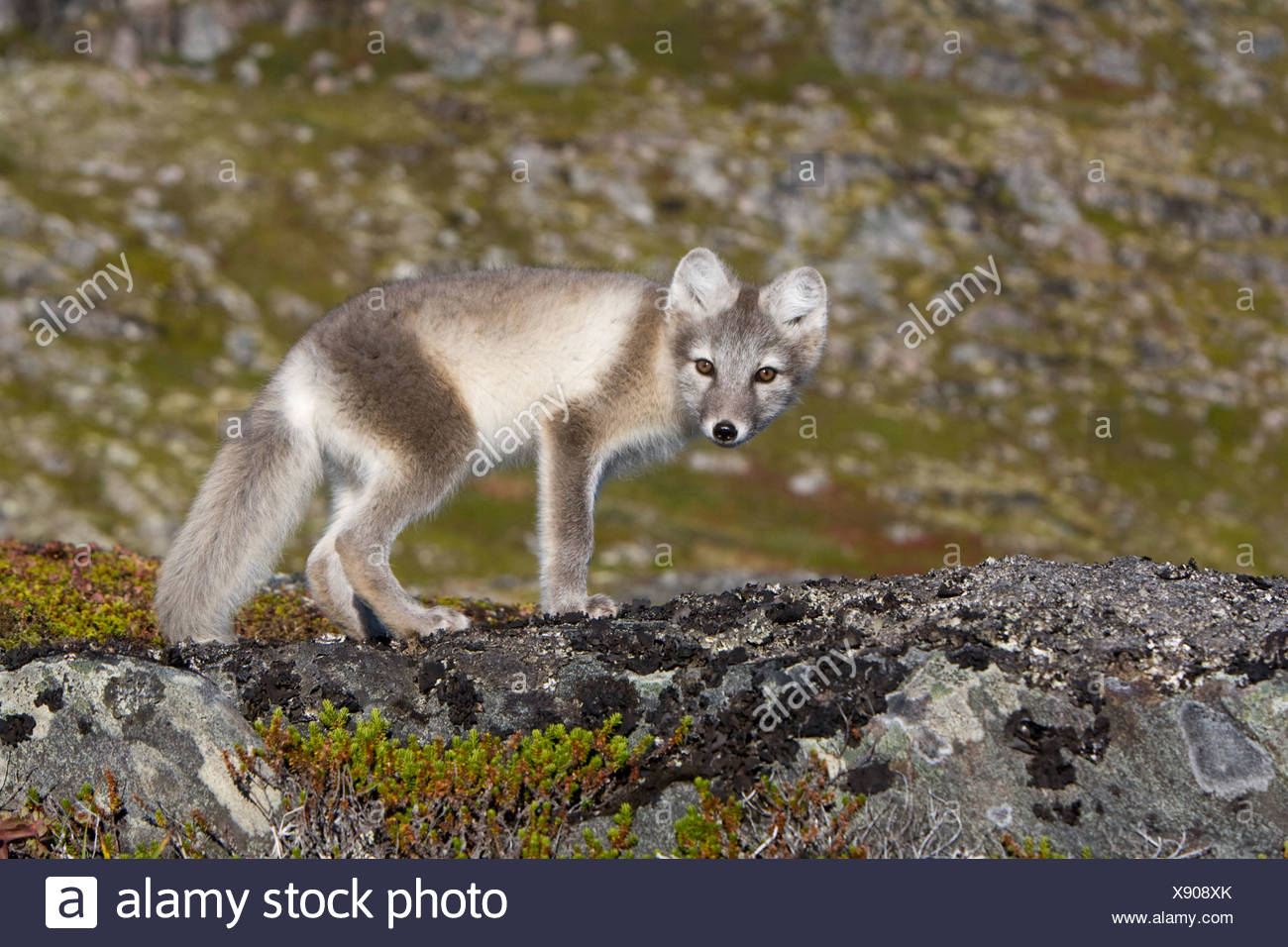 Caribou Arctic Canada Stock Photos & Caribou Arctic Canada Stock Images ...