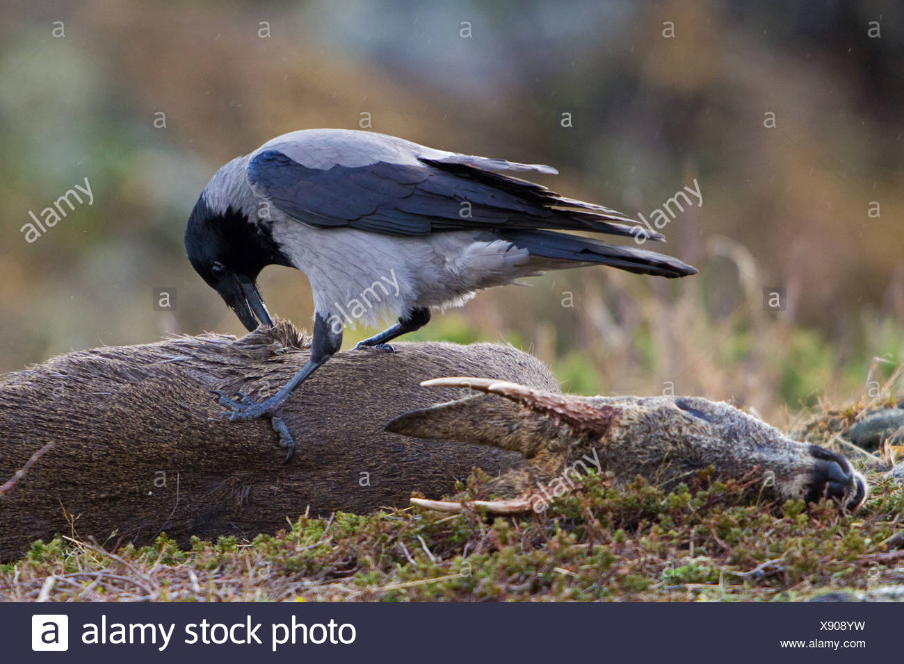 Dead Crow High Resolution Stock Photography and Images - Alamy