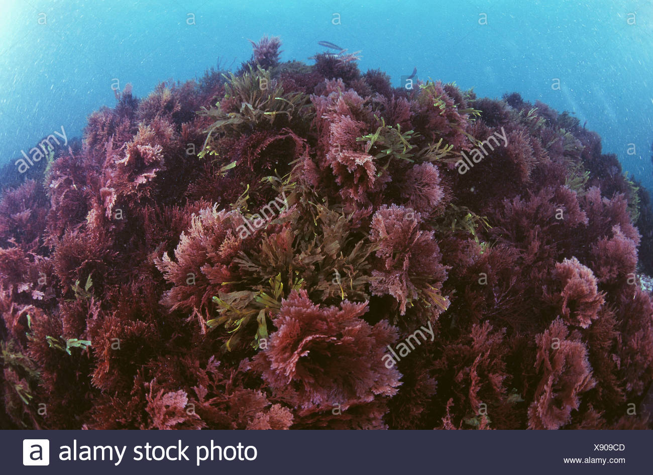 Gelidium High Resolution Stock Photography and Images - Alamy