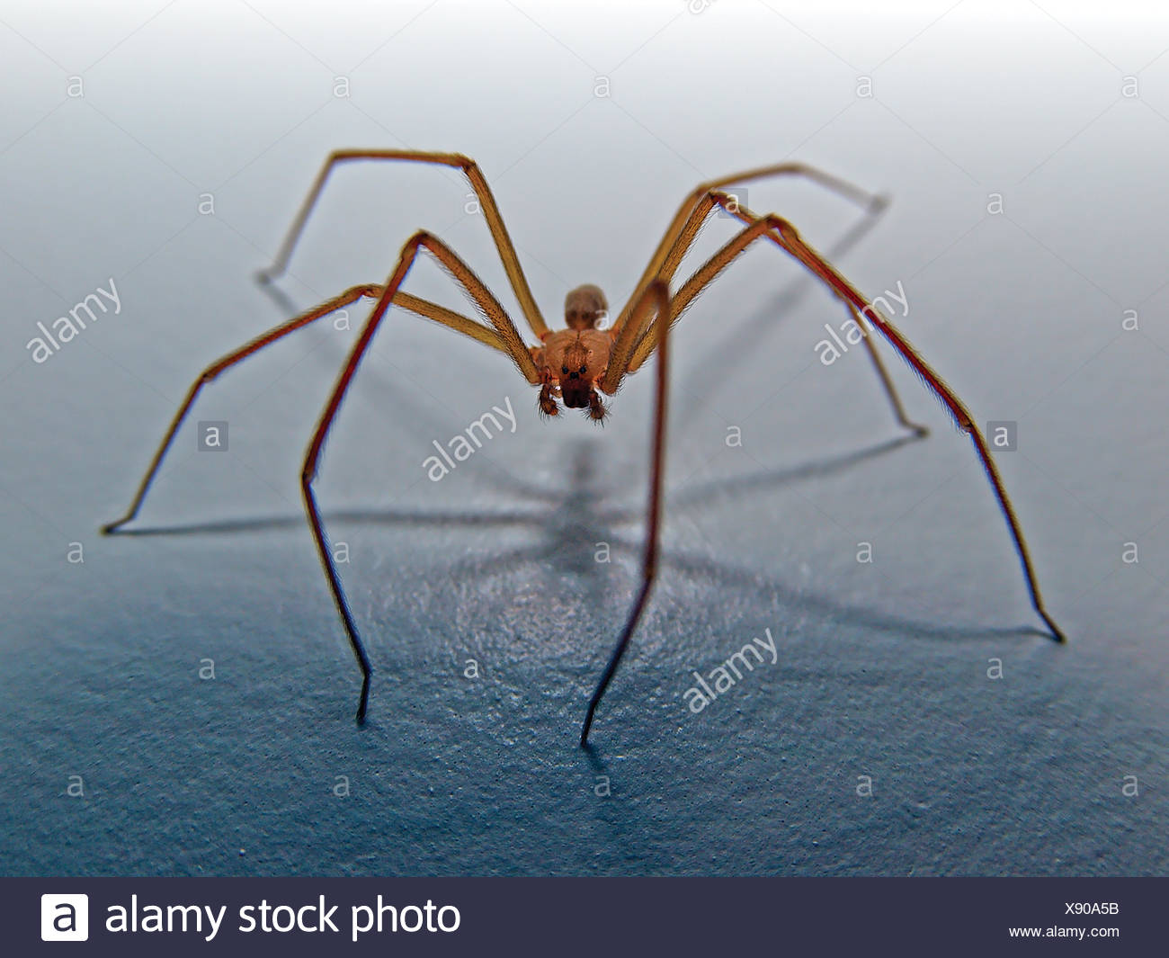 Brown Recluse High Resolution Stock Photography and Images - Alamy