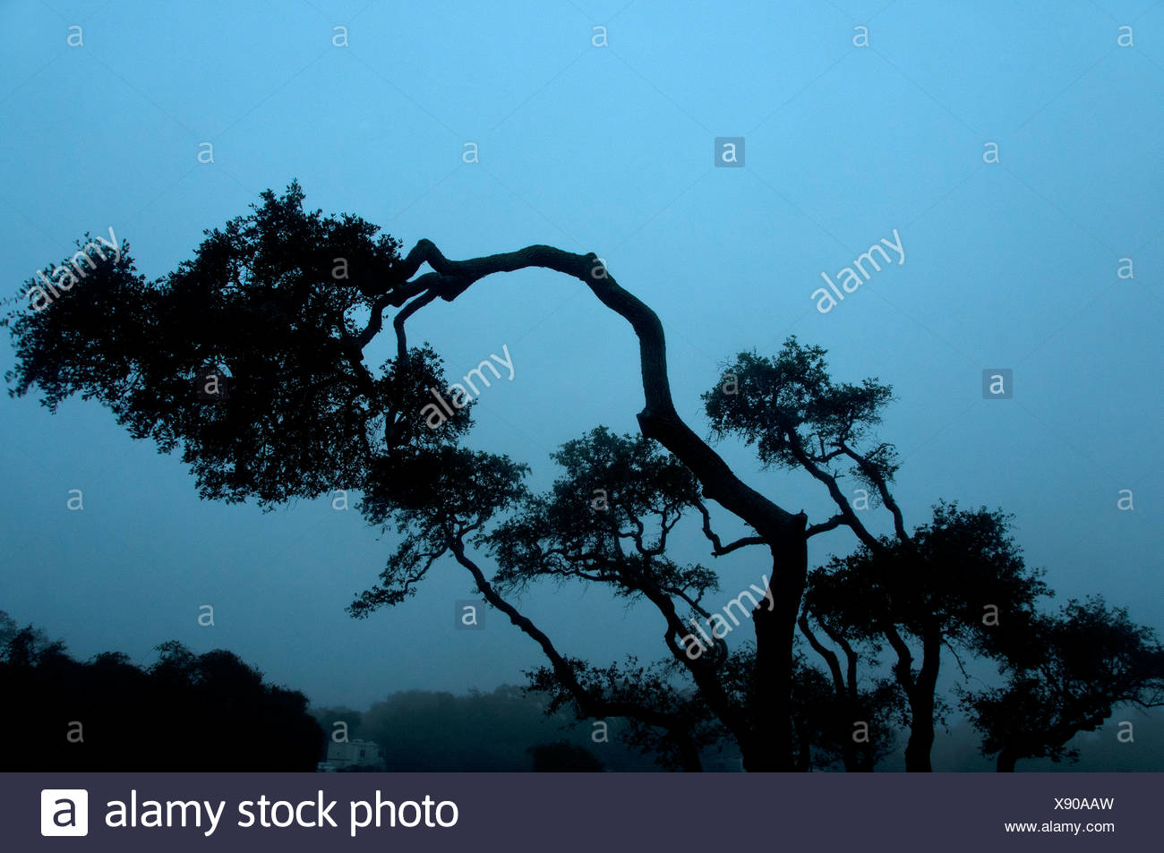 Live Oak Tree Silhouette High Resolution Stock Photography and Images ...