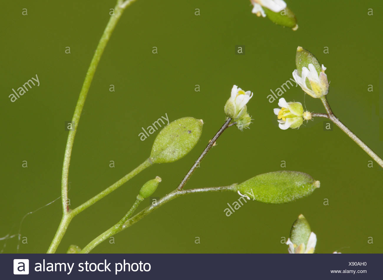 Common Whitlowgrass Erophila Verna Brassicaceae High Resolution Stock ...