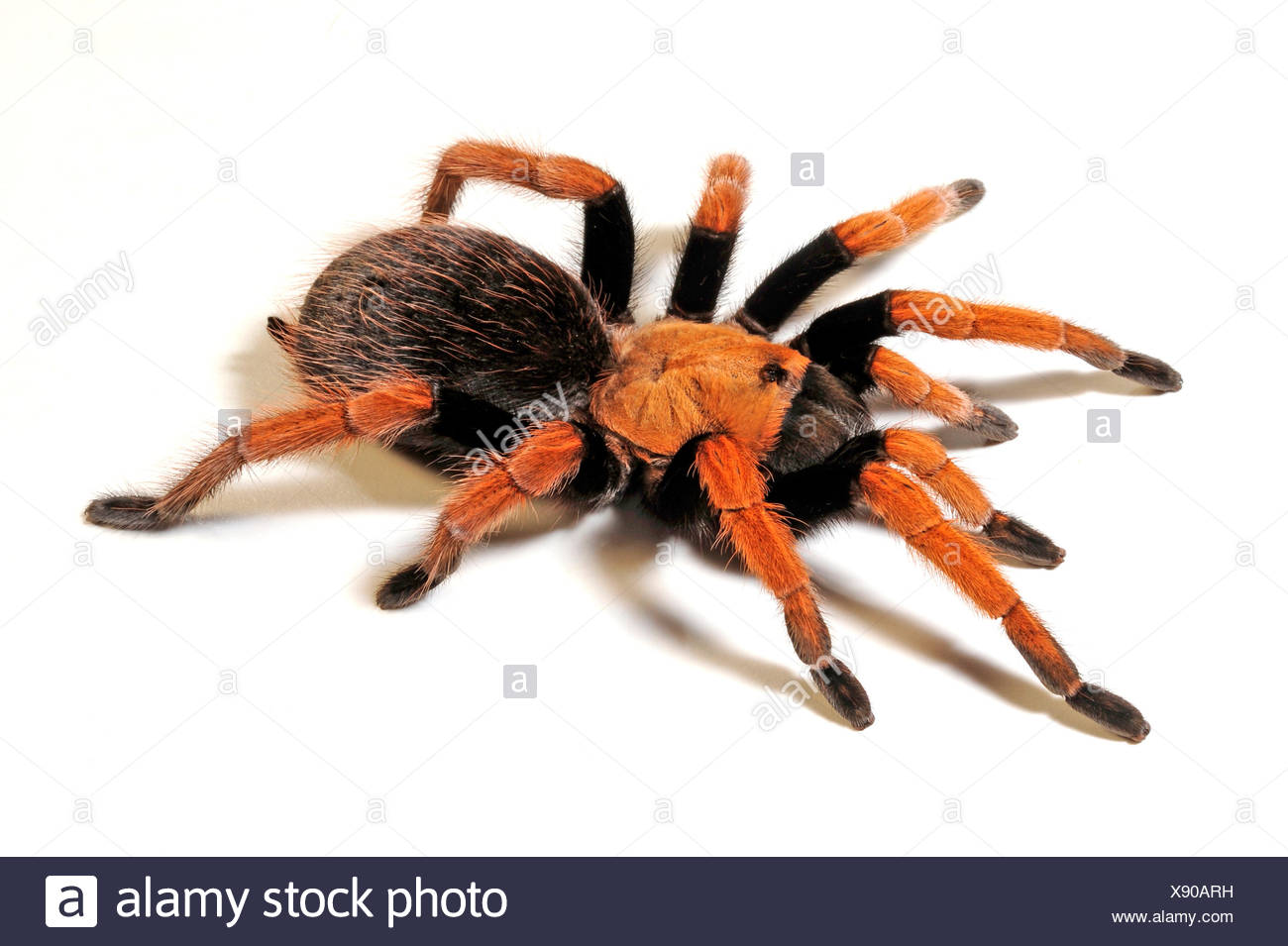 Mexican Blood Leg Tarantula Aphonopelma Bicoloratum High Resolution ...