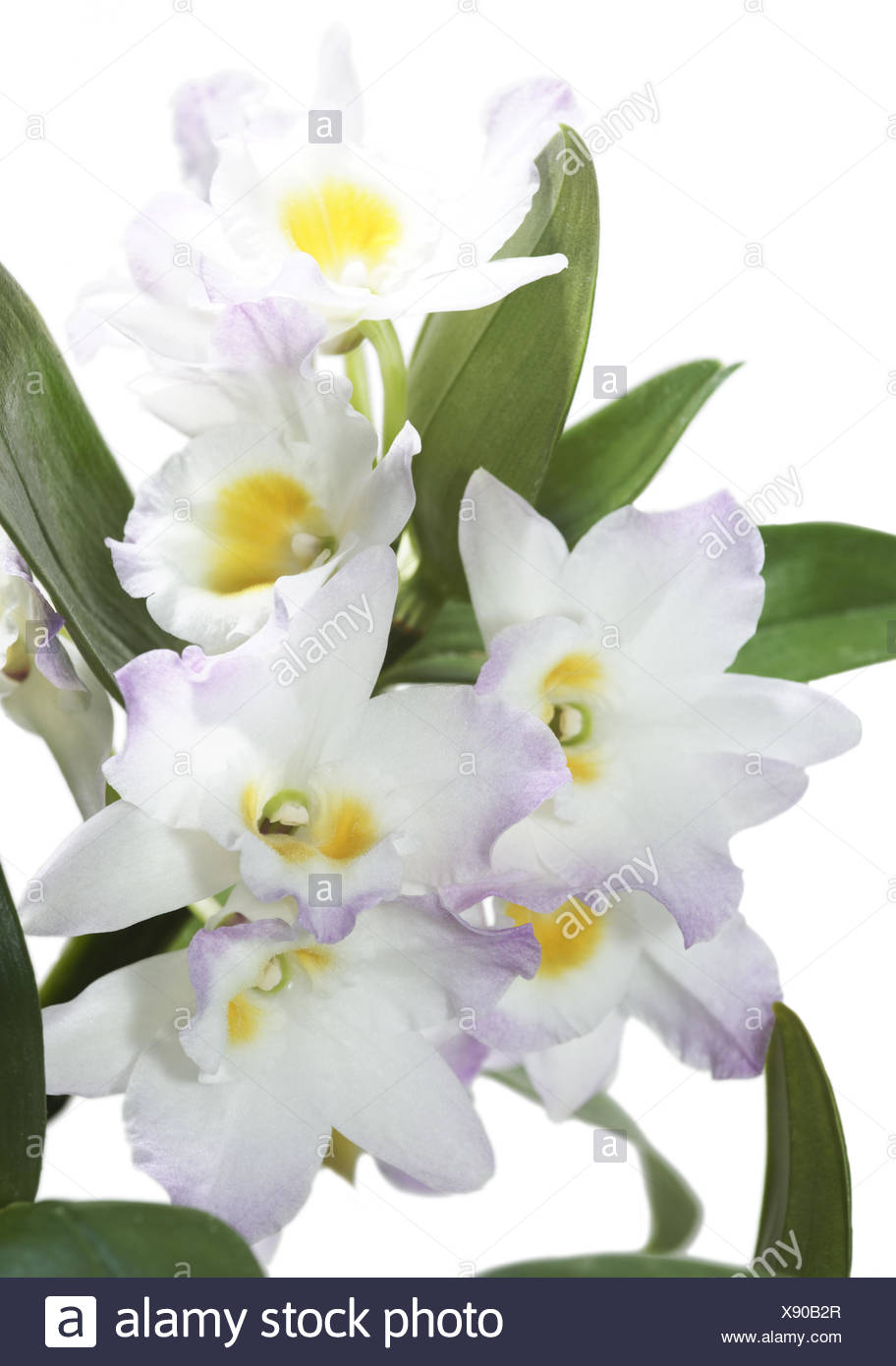 Dendrobium Orchid Leaves High Resolution Stock Photography and Images ...