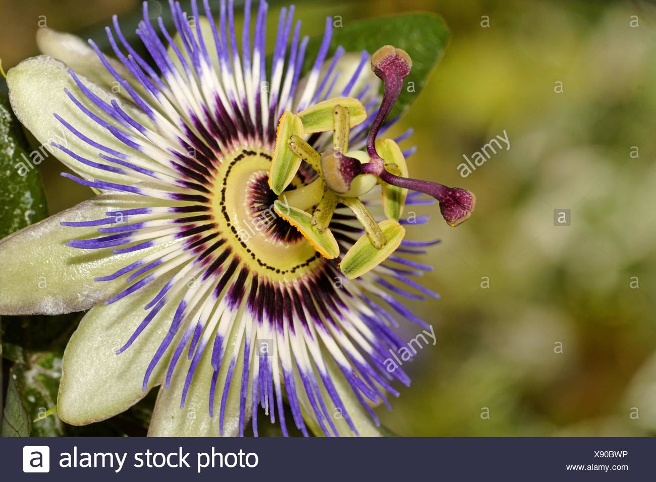 Perigonium High Resolution Stock Photography and Images - Alamy