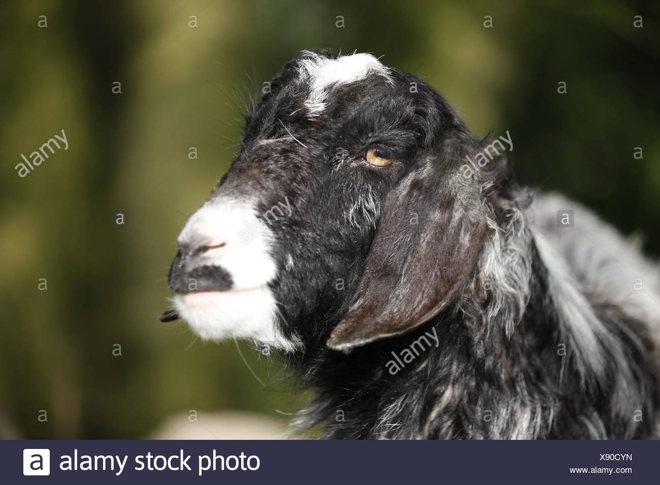 Long Eared Goat High Resolution Stock Photography and Images - Alamy