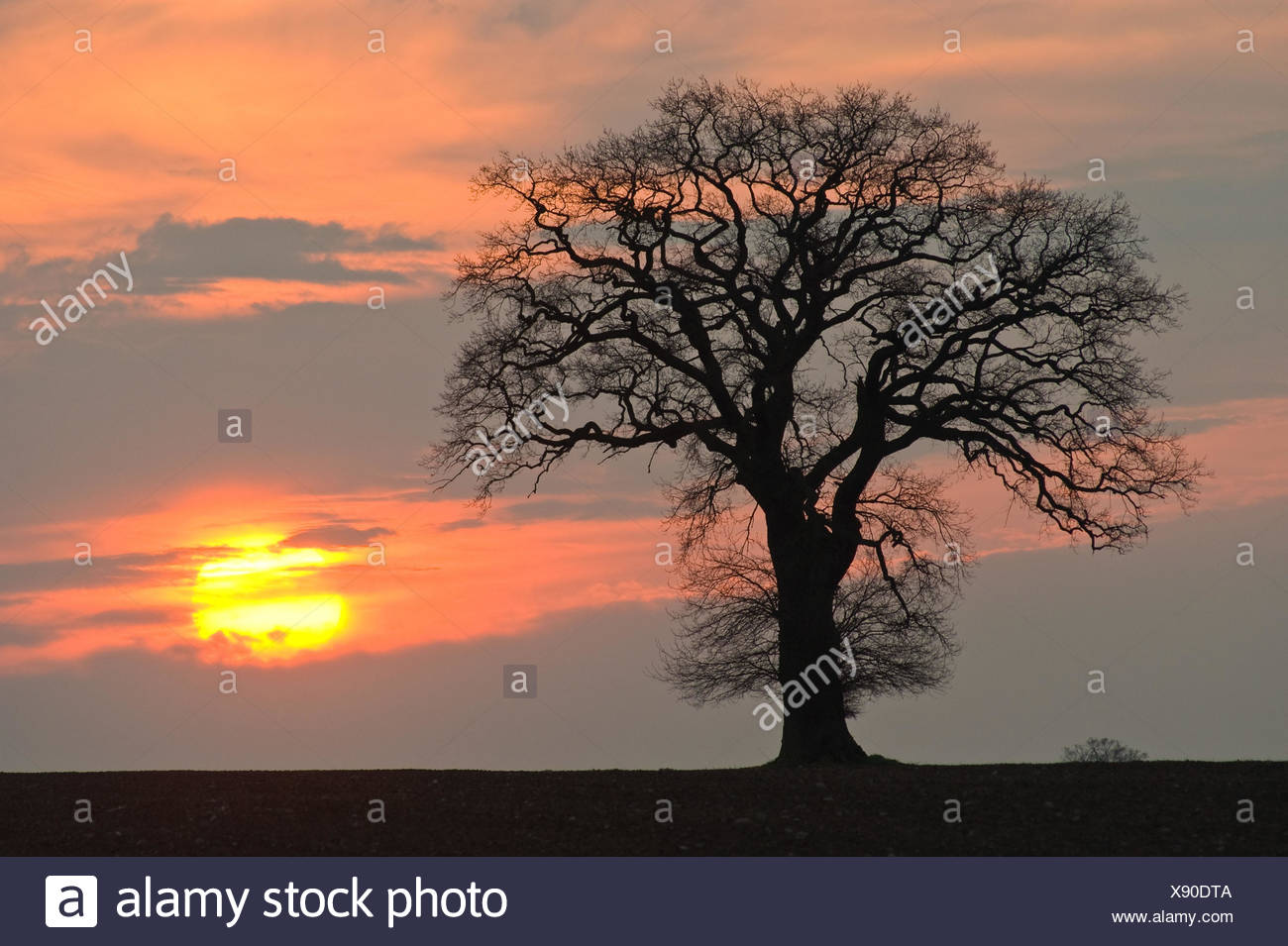 Solitary Oak Tree High Resolution Stock Photography and Images - Alamy