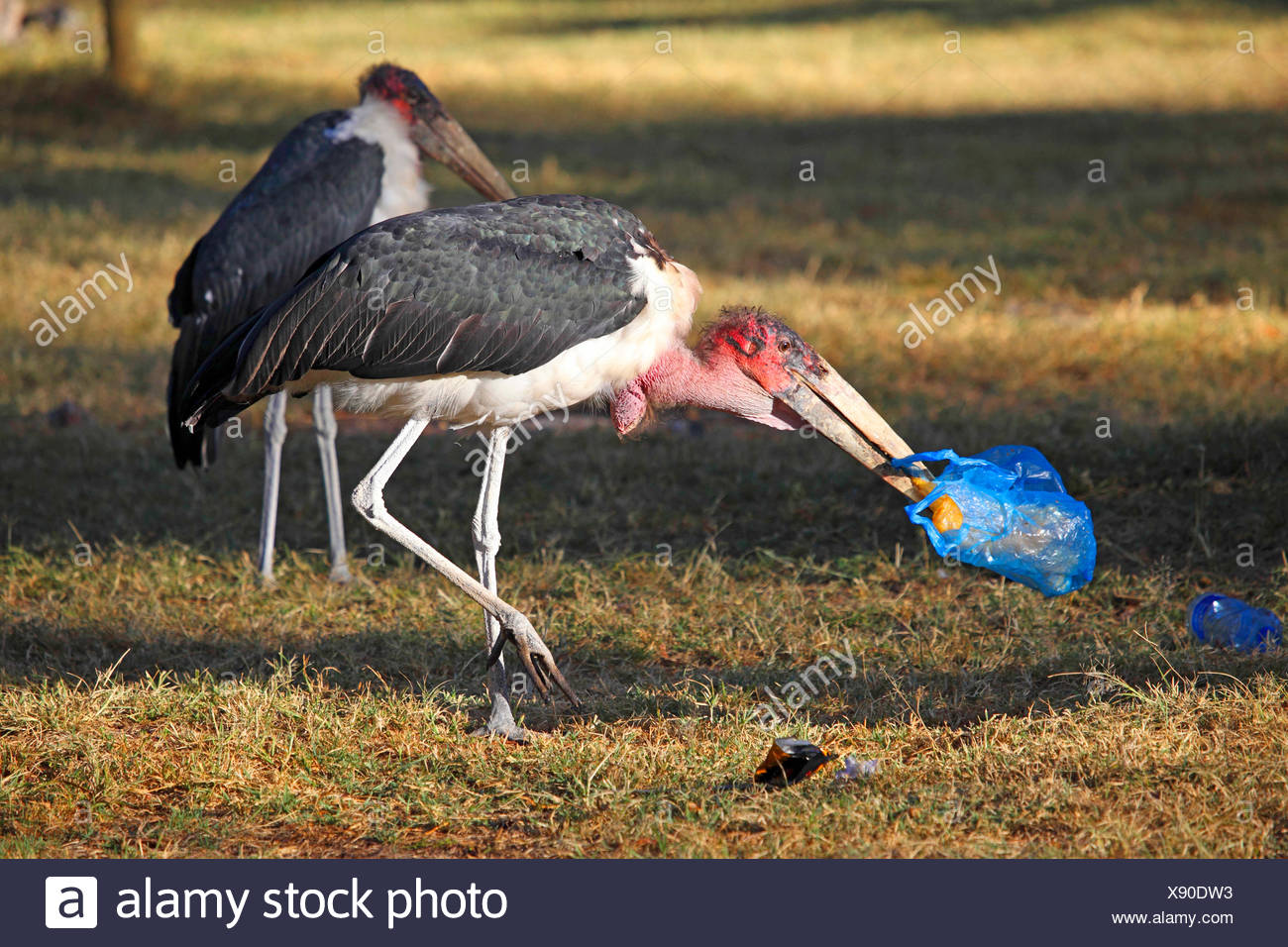 Marabou Storks Searching Food In The Rubbish High Resolution Stock ...