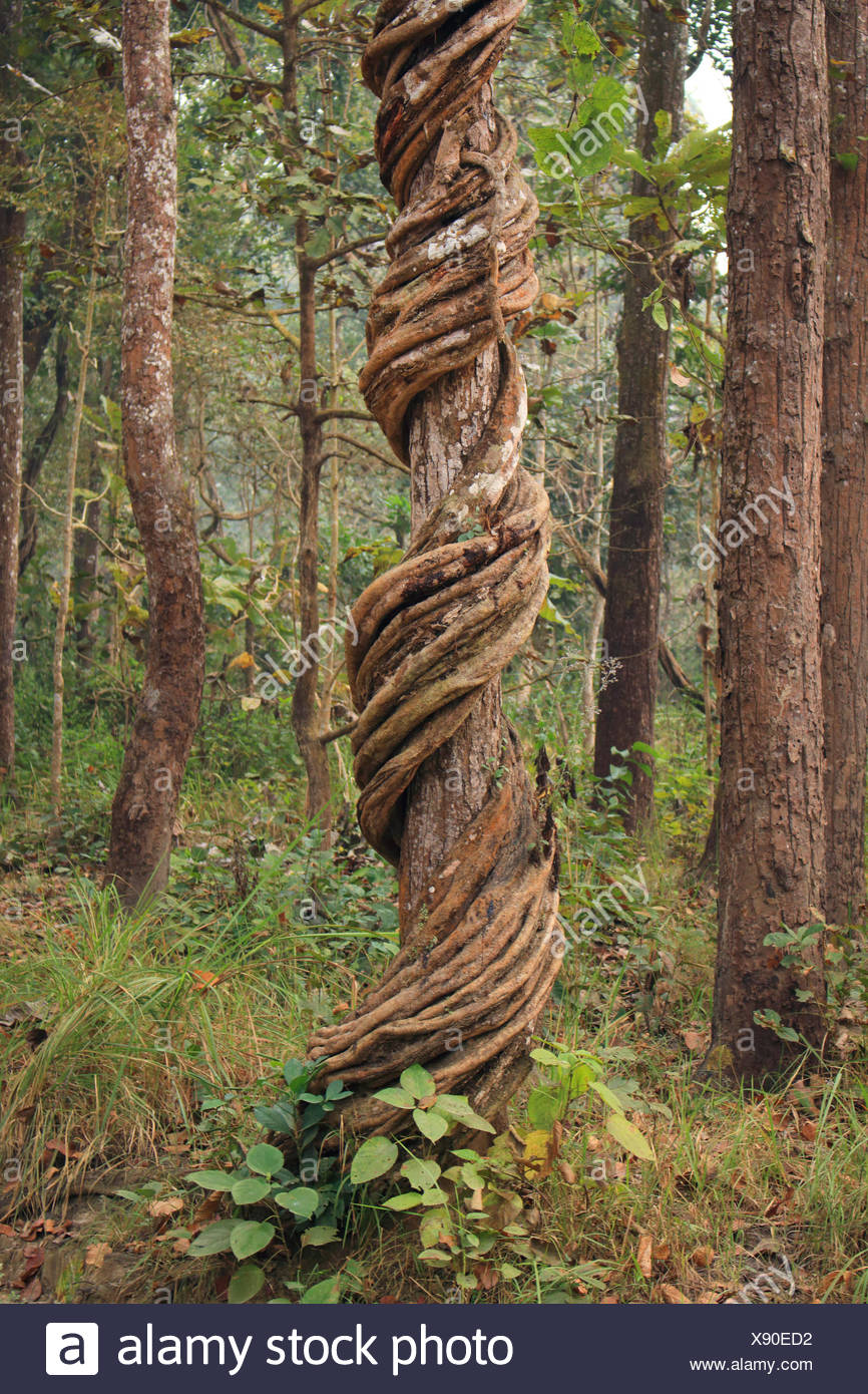 Forest Liana High Resolution Stock Photography and Images - Alamy