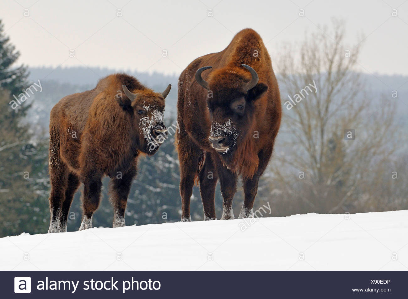 Young Female European Bison Stock Photos & Young Female European Bison ...