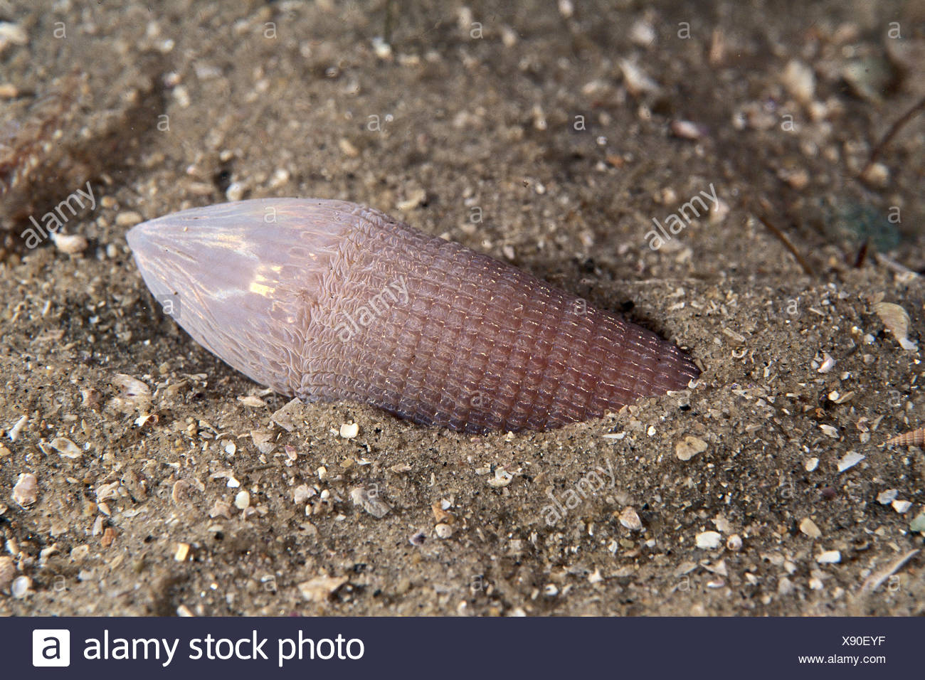 Sipuncula High Resolution Stock Photography and Images - Alamy